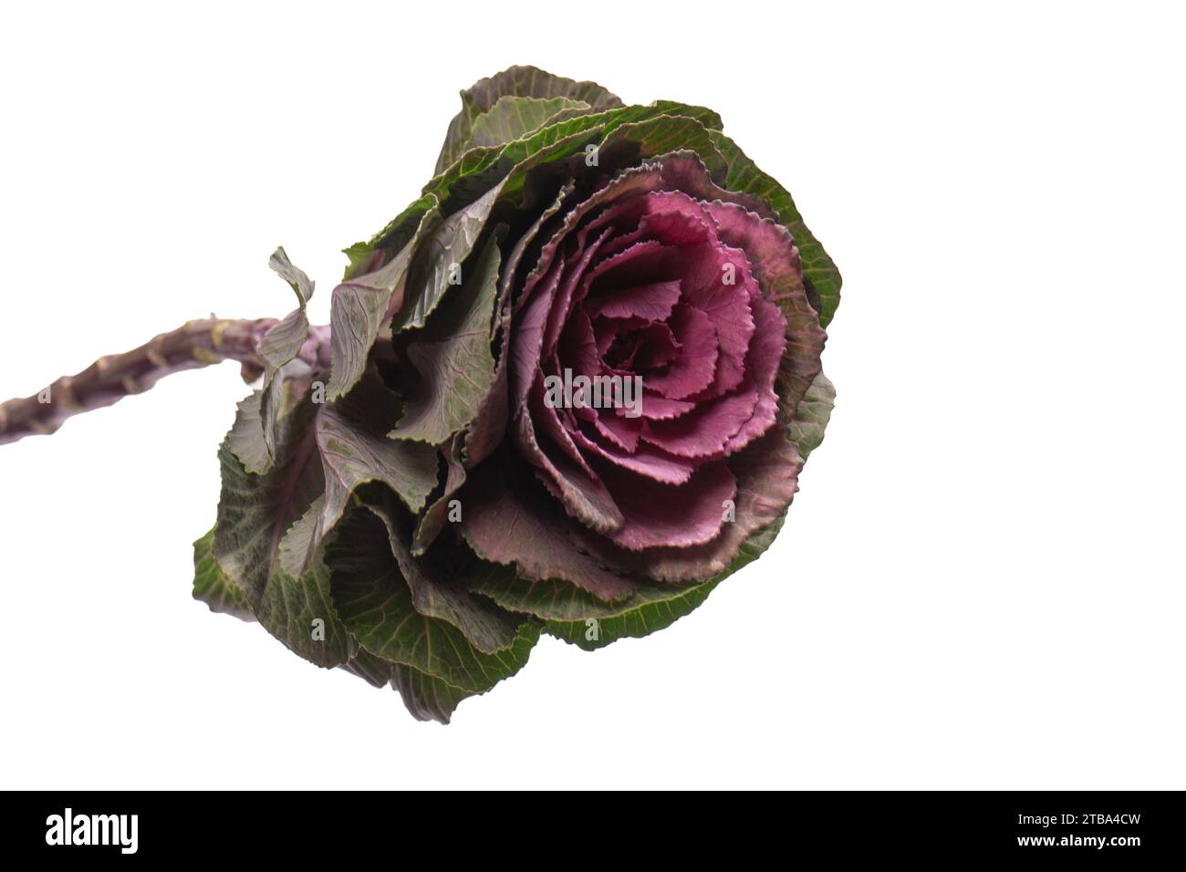 Violet beautiful brassica flower isolated on a white background Stock ...