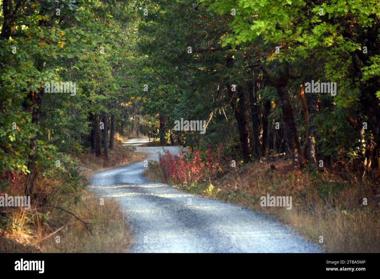 A twisting curvy gravel road disappears into the distance, in Oregon ...