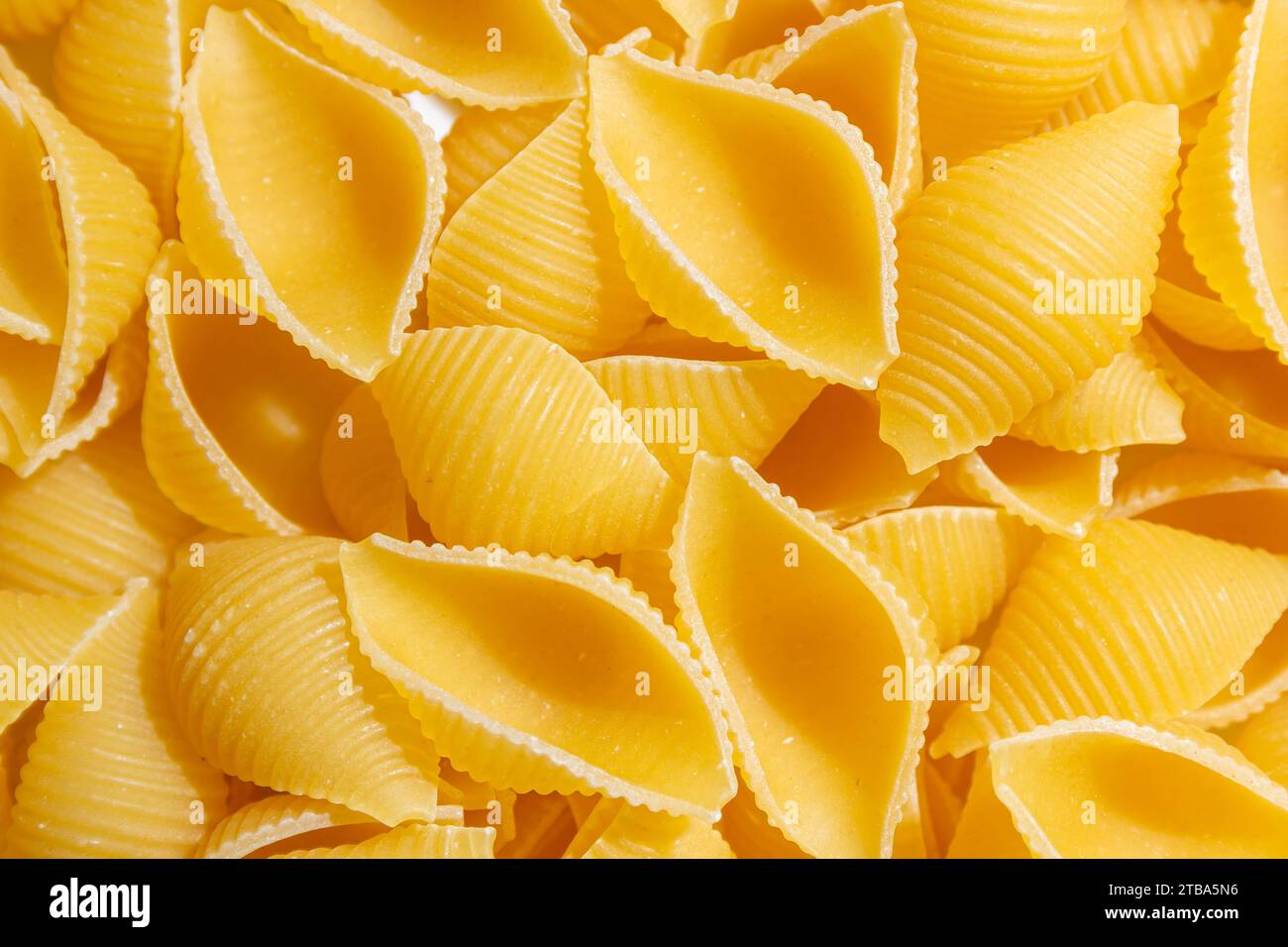 Uncooked Conchiglie Pasta: A Culinary Canvas of Conchiglie Macaroni ...