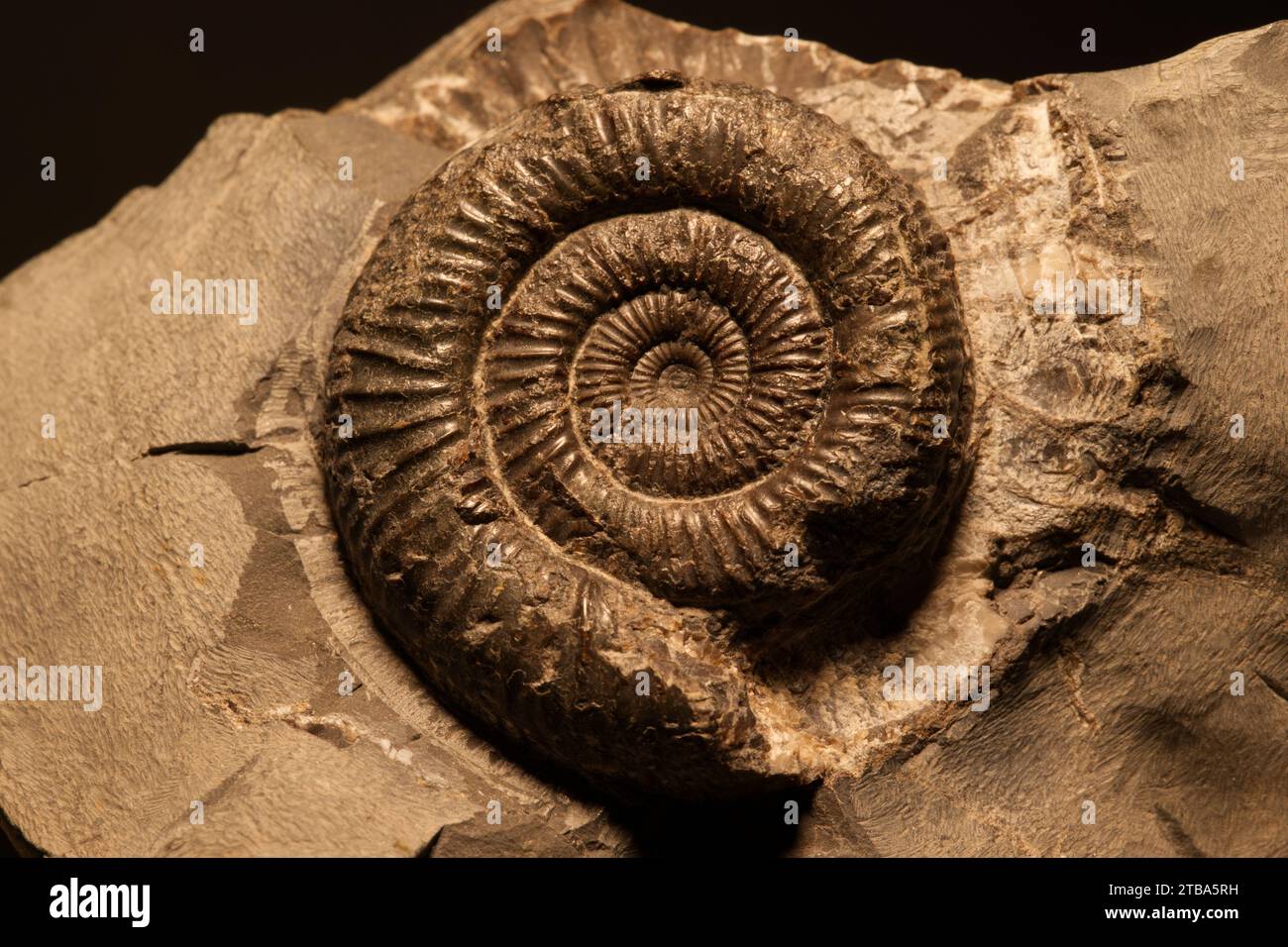 Jurassic Ammonite - 180 million years old Stock Photo - Alamy