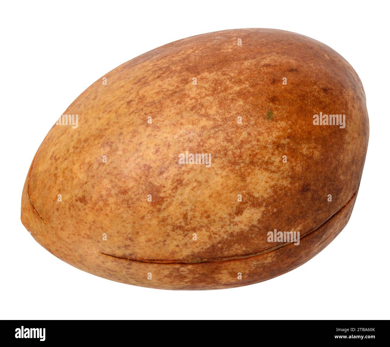 Whole brown avocado pit on white isolated background Stock Photo - Alamy