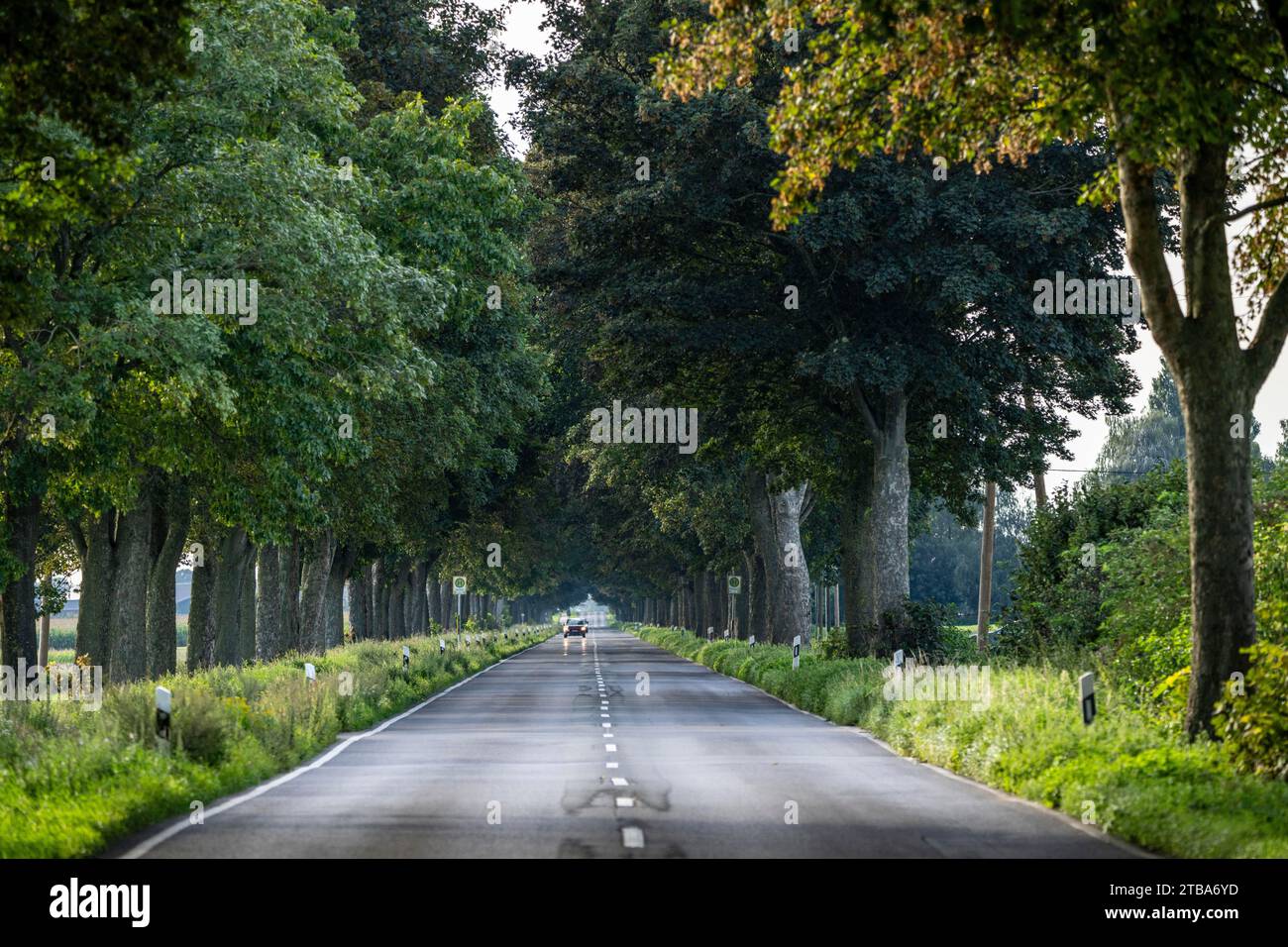Country road, tree-lined avenue on the Lower Rhine, near Kalkar-Grieth ...