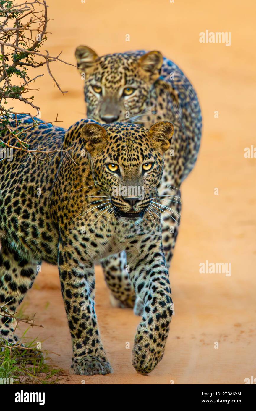 leopard big cat Stock Photo - Alamy