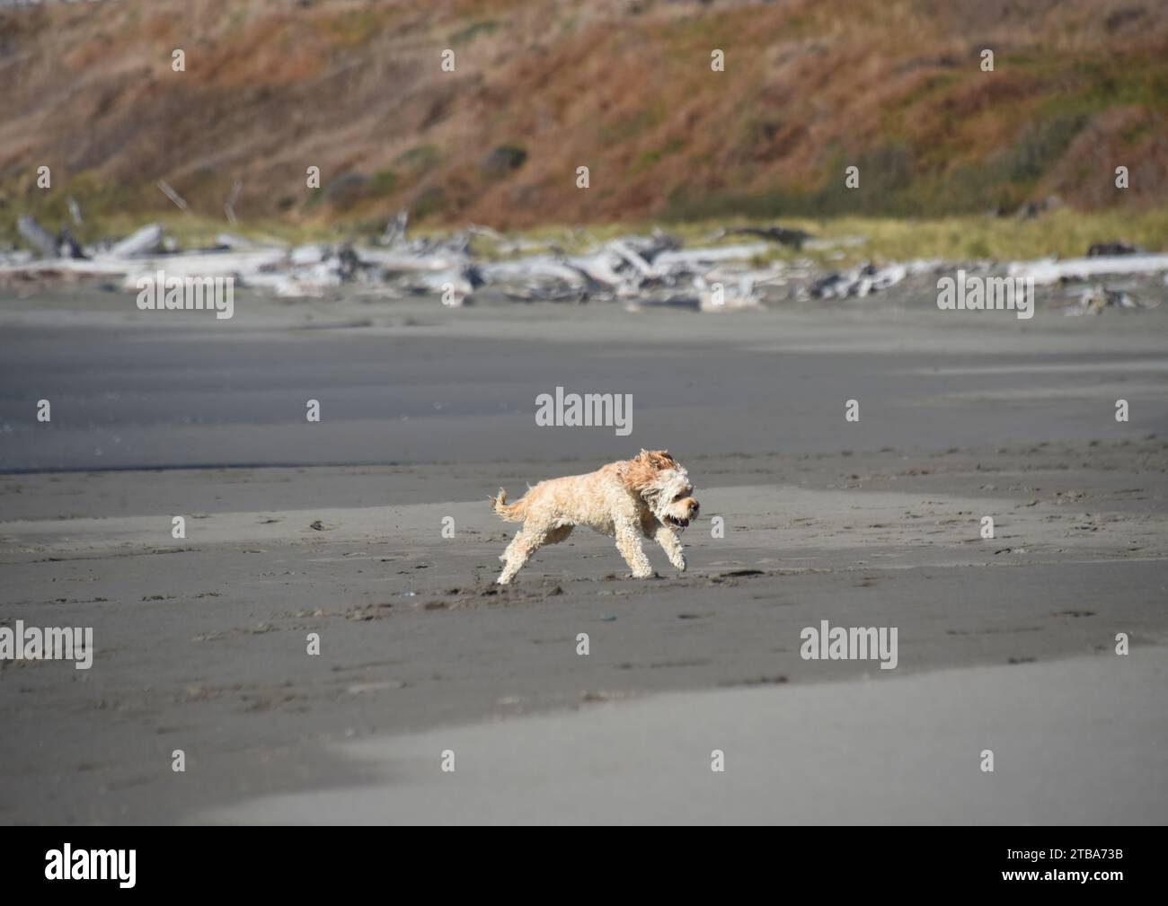 Small poodle bounds for joy on Myers Beach, on the Oregon Coast. Pet is ...