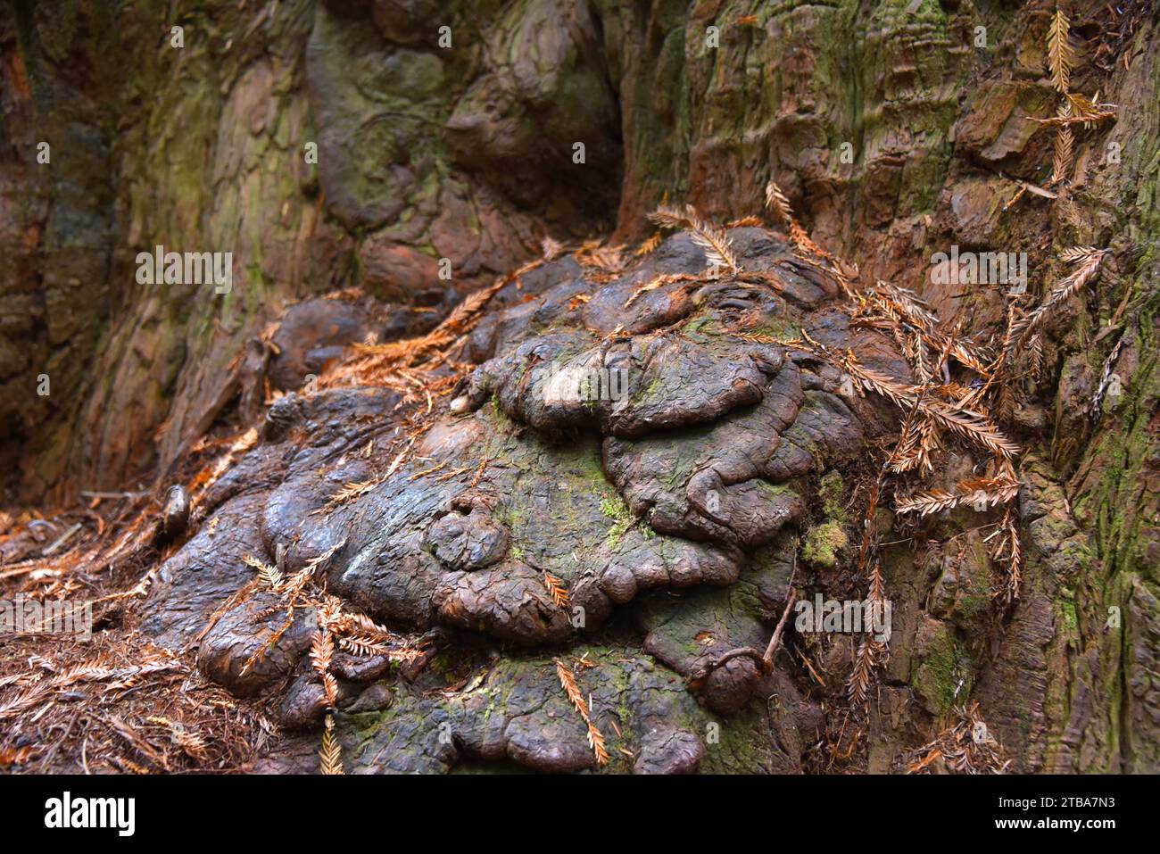 Burls pile up as Redwood develops. Tree is in Redwood National Forest ...