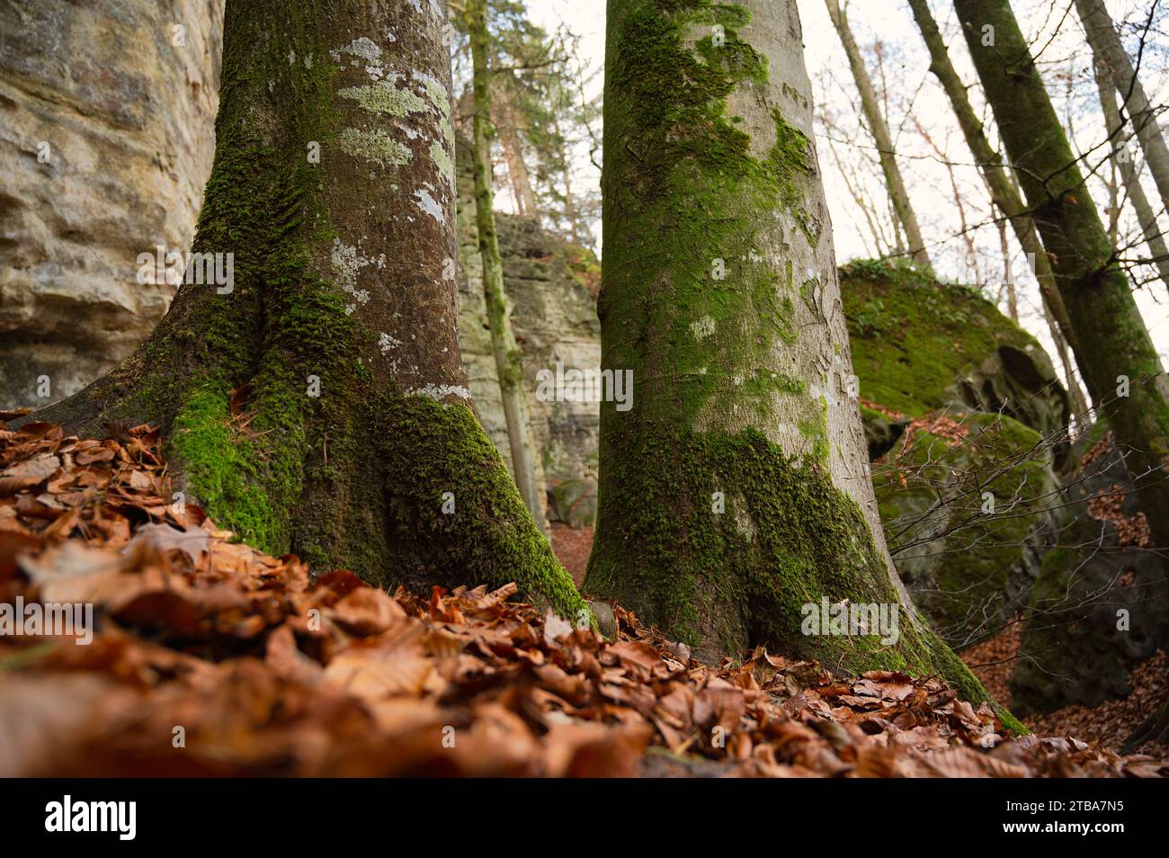 Devil Gorge at the Eifel, Teufelsschlucht with mighty boulders and ...