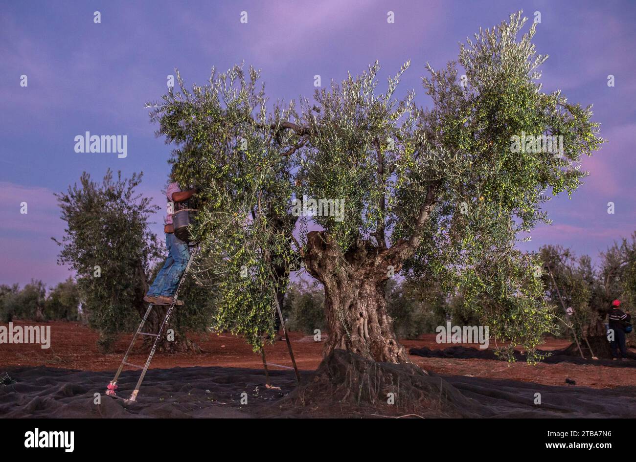 Laborers on the stepladder collecting olives at dawn. Table olives ...