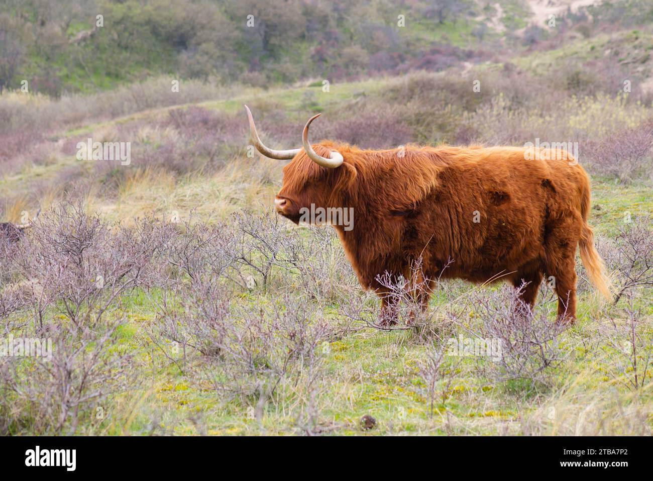 Scottish highland cattle, cow in the countryside, bull with horns on a ...