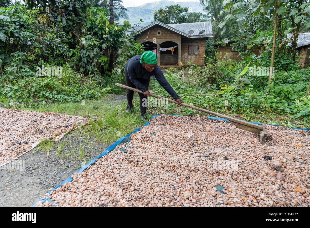 A farmer arranges to dry cocoa beans to produce chocolate in Africa ...