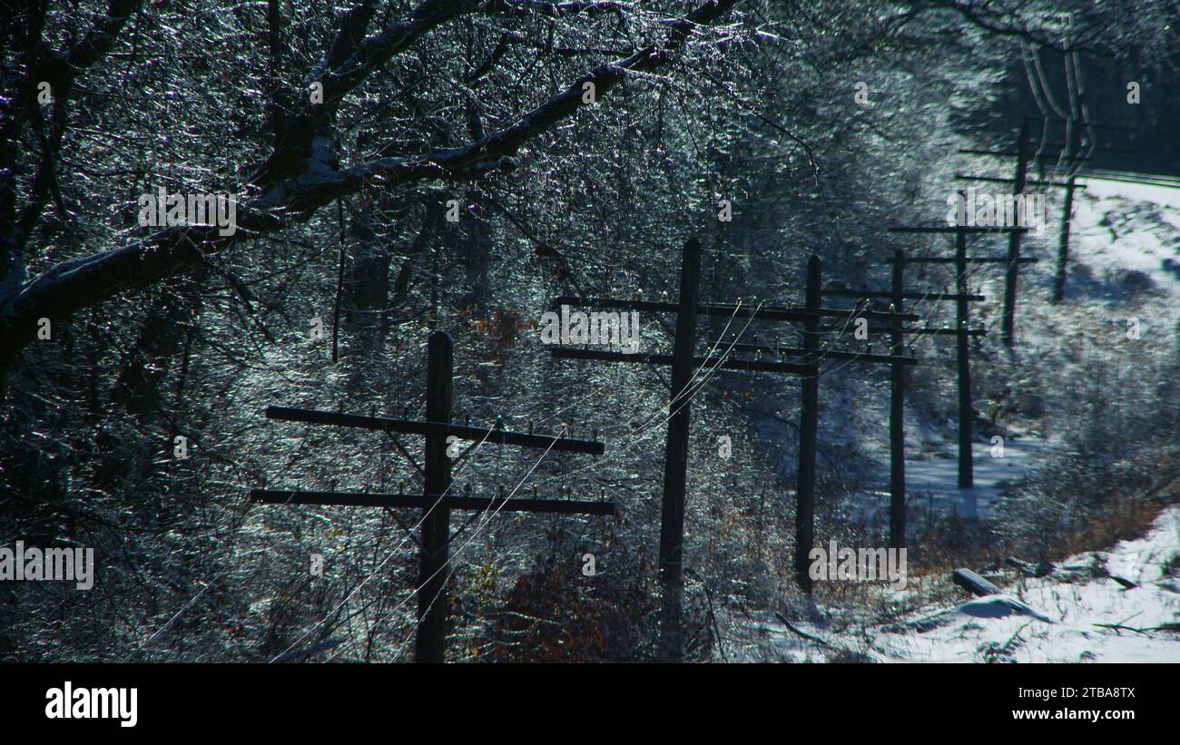 Telegraph poles in rural woodlands and encased in ice during a sunny ...