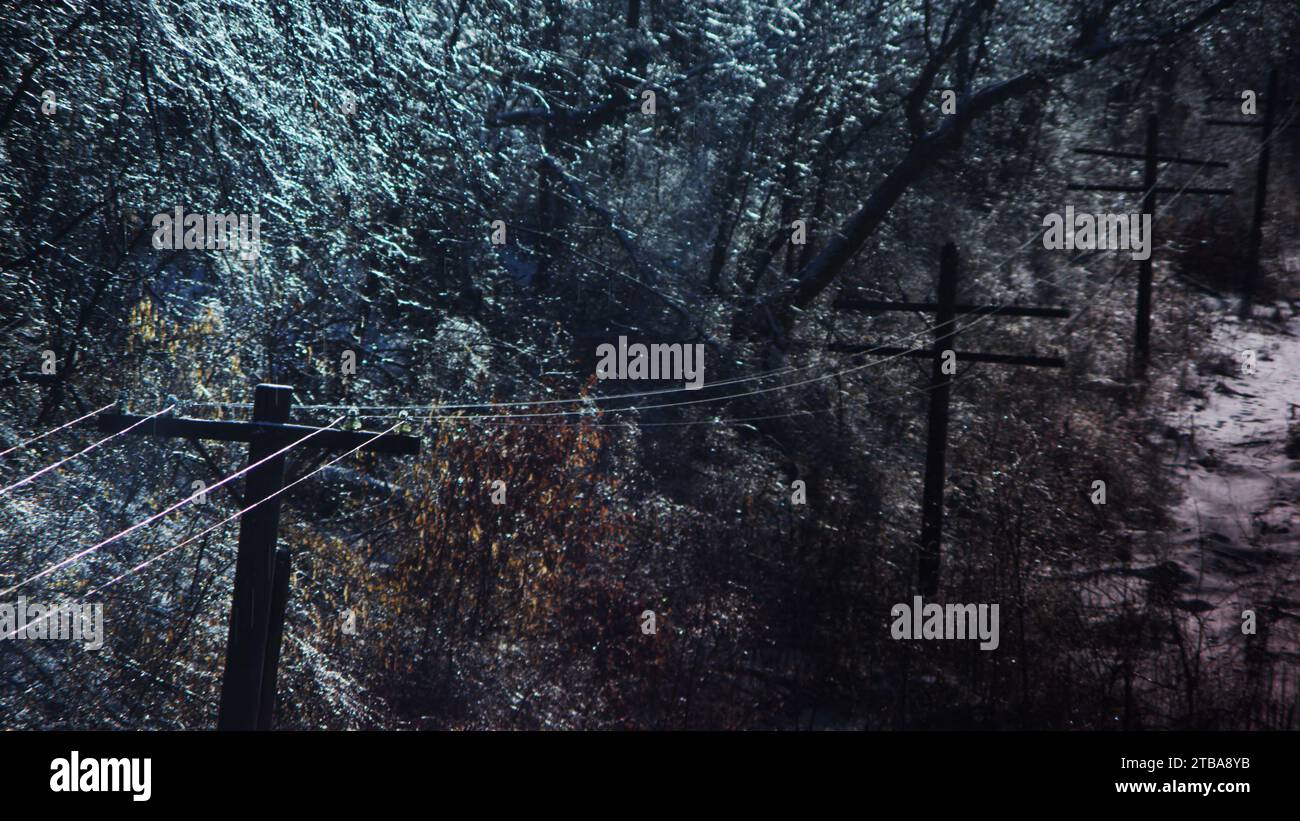Ice covered telegraph poles thaw in rural woodlands after an ice storm ...
