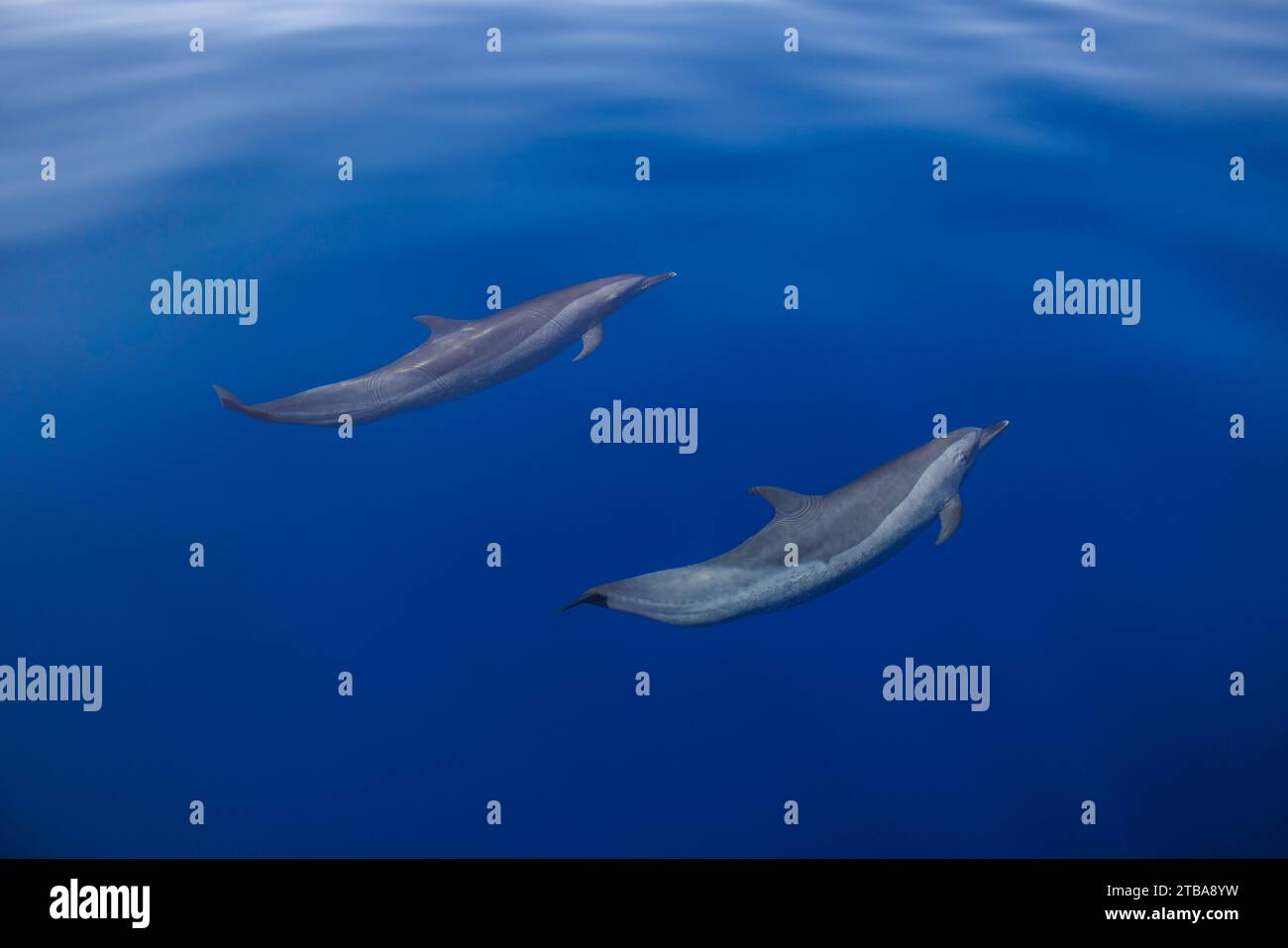Pantropical spotted dolphins, Stenella attenuata, in open ocean, off ...