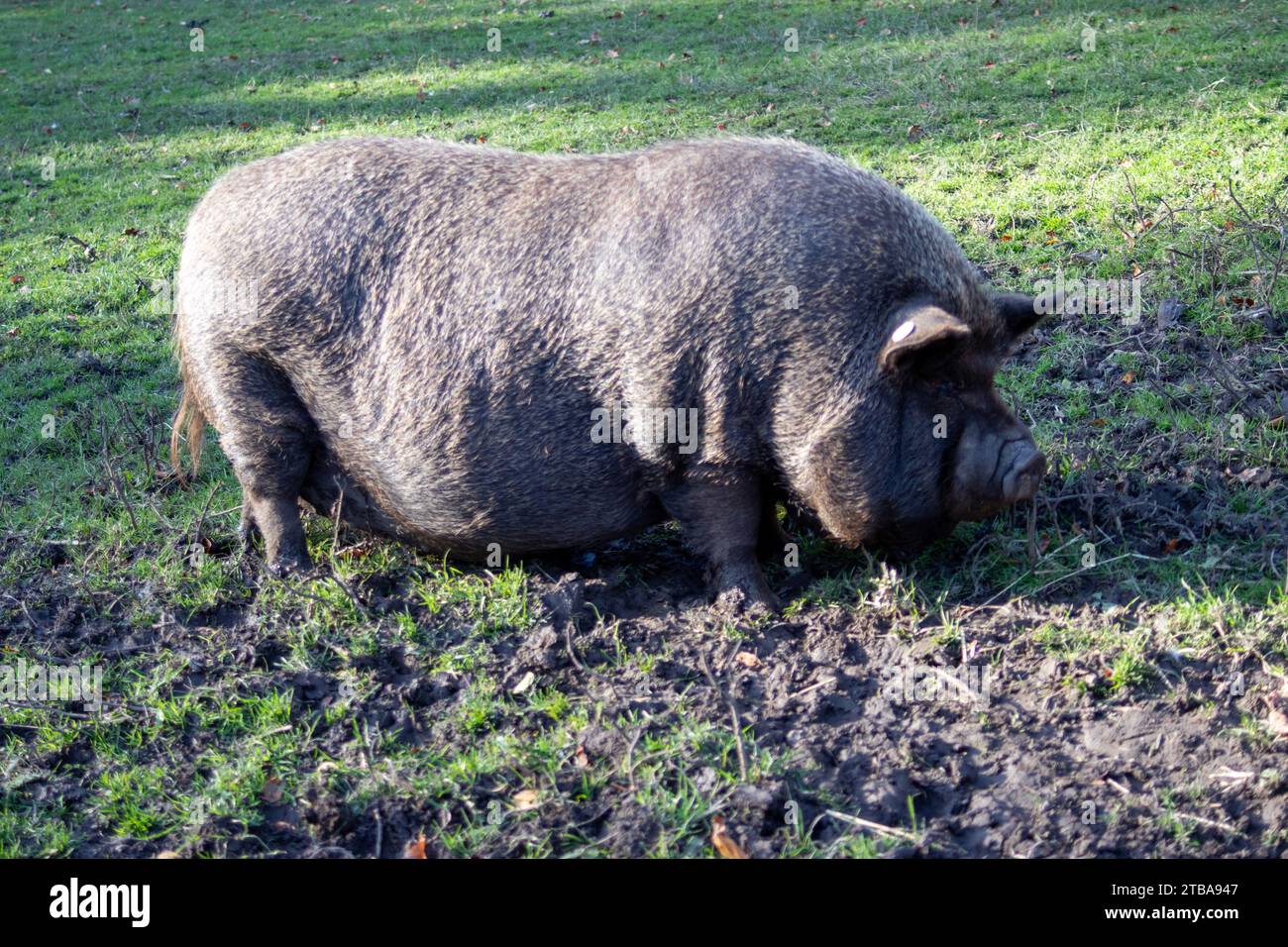 Mangalica Pig 2 Stock Photo - Alamy