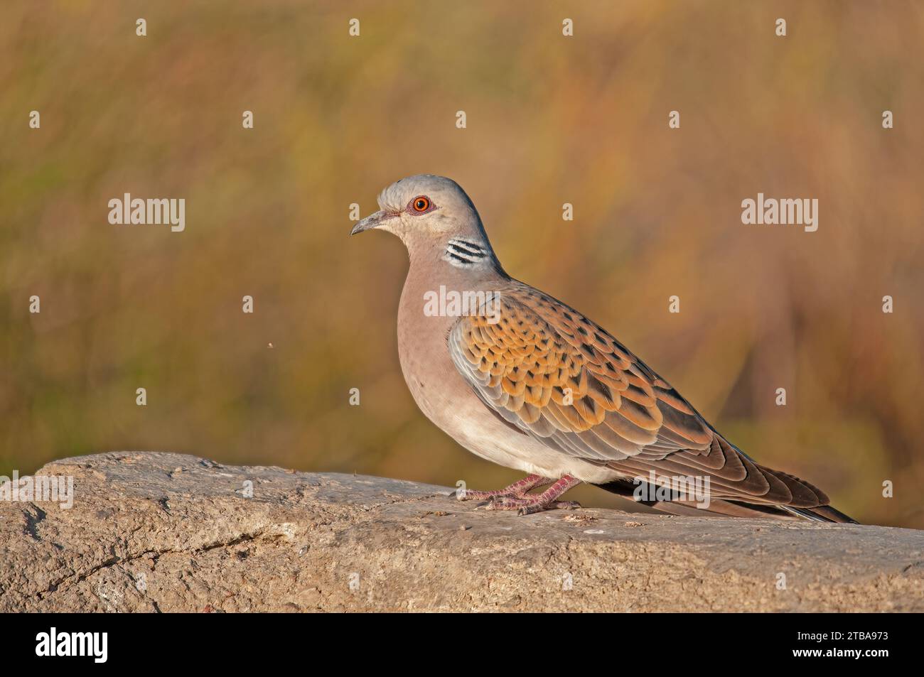 European Turtle Dove (Streptopelia turtur) on stone ground Stock Photo ...