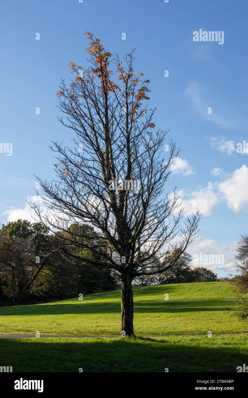 Autumn Tree in Heaton Park, Manchester Stock Photo - Alamy