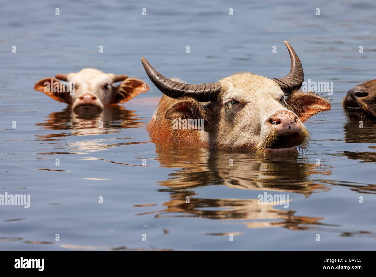 Domestic Asian water buffalo, Bubalus arnee, bathe in a river near the ...