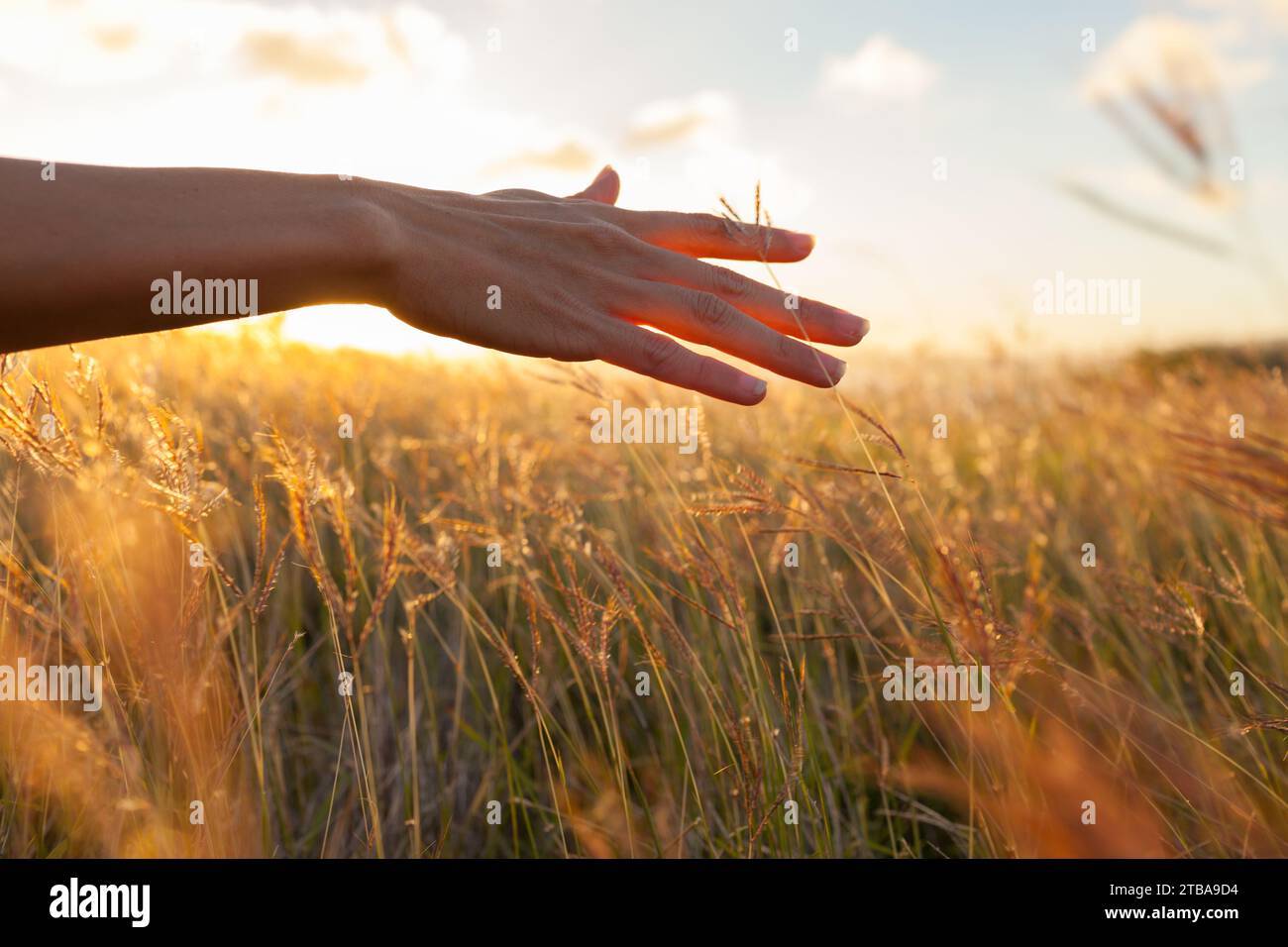 Woman in field sunset hi-res stock photography and images - Alamy