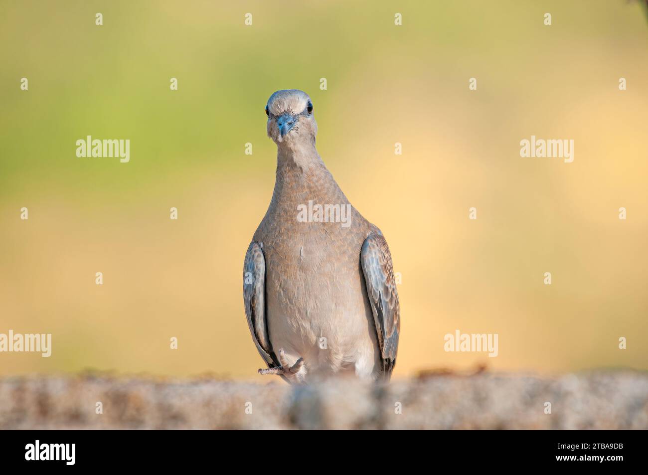 Alert european turtle dove hi-res stock photography and images - Alamy