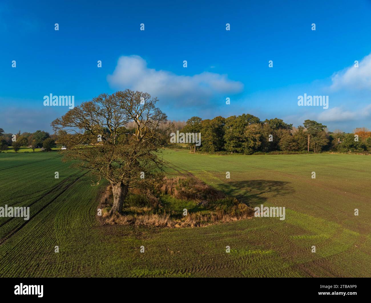 Aerial View of Solitary Tree in Meadow, Cheshire, England 2 Stock Photo ...