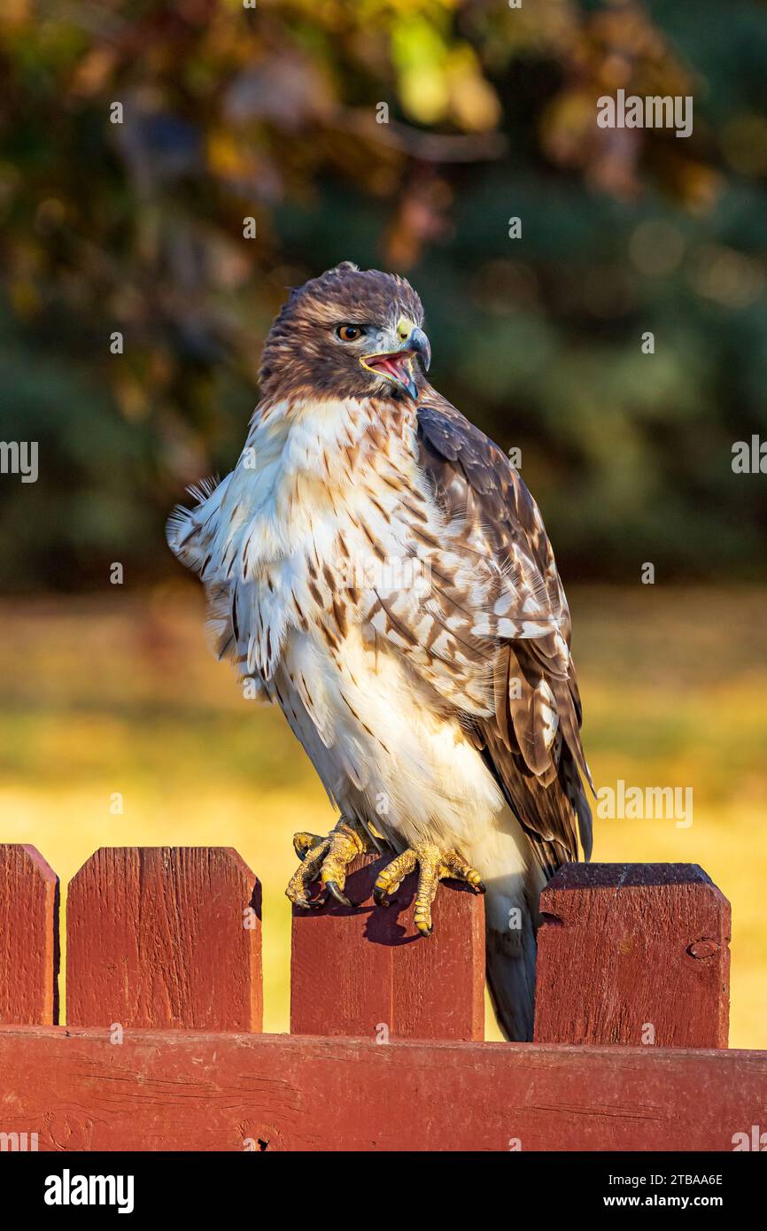 Red-tailed hawk sitting on backyard fence during autumn. Concept of ...