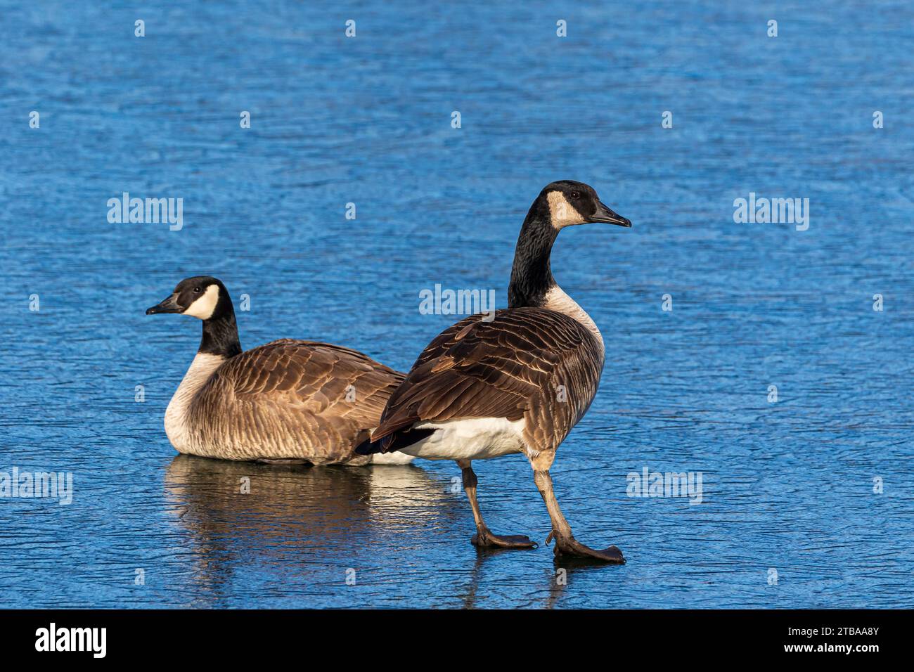 Water conservation and preservation hi-res stock photography and images ...