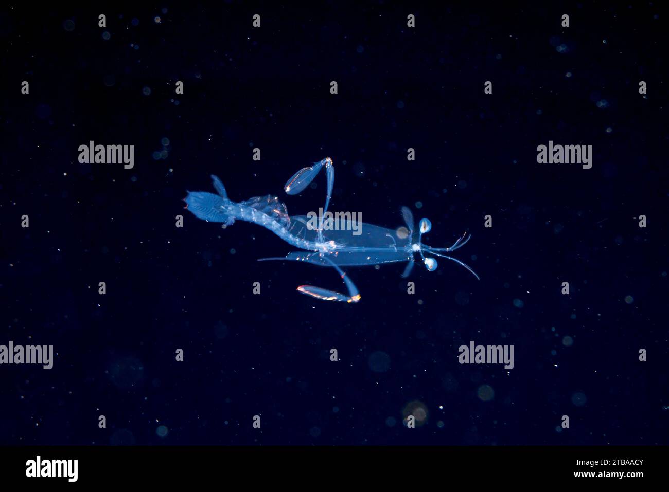 Larval crabs hi-res stock photography and images - Alamy