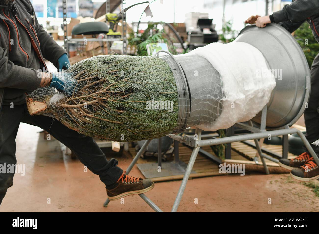 Salesman being wrapped up a Christmas tree packed in a plastic net ...