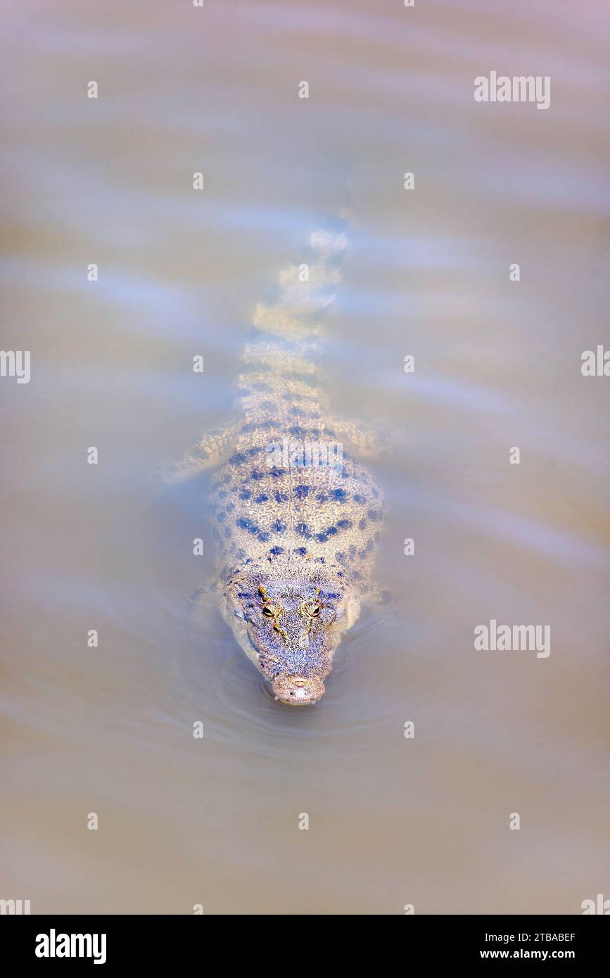 Salt water crocodile hi-res stock photography and images - Alamy