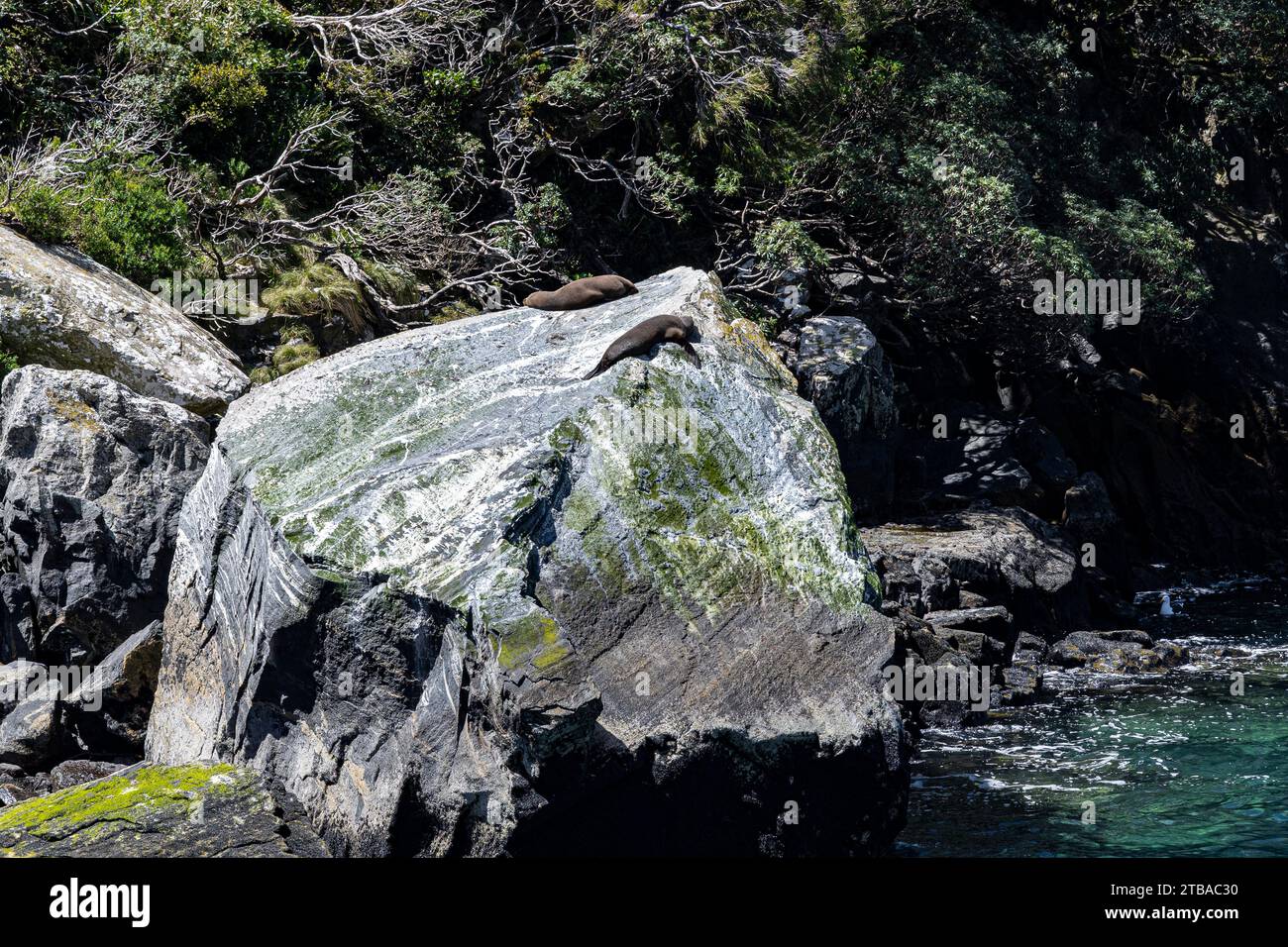Views of Milford Sound while on a boat to the ocean Stock Photo - Alamy
