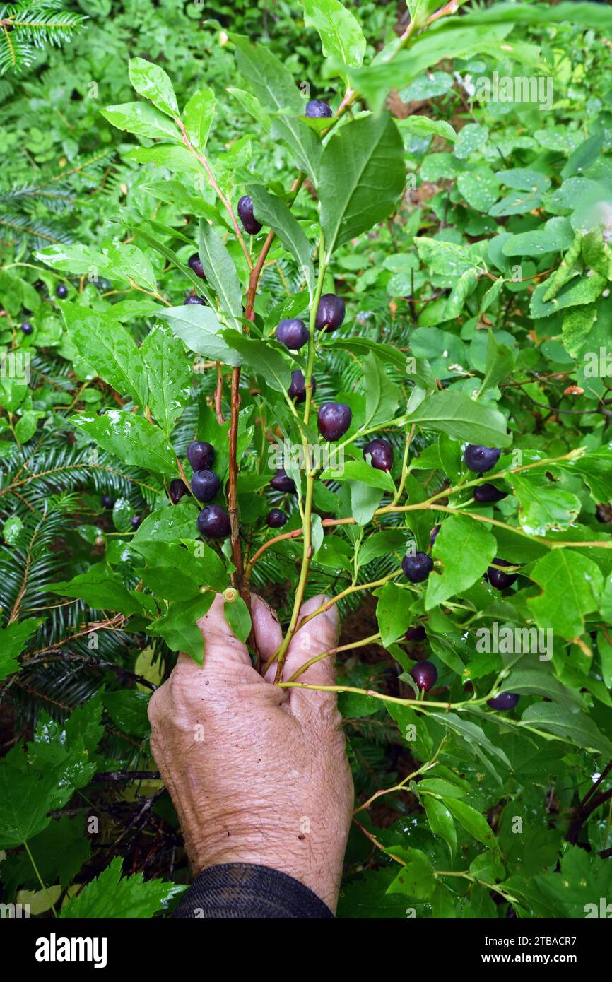 Huckleberry bush montana hi-res stock photography and images - Alamy