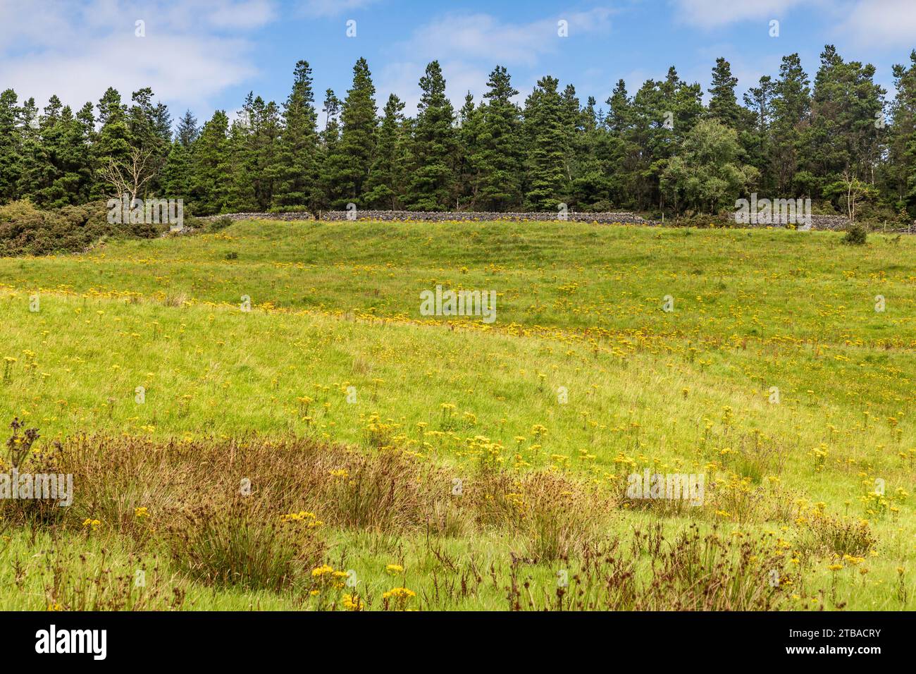 Farm field and pine forest, Grange North, Knockaree, Sligo, Ireland ...