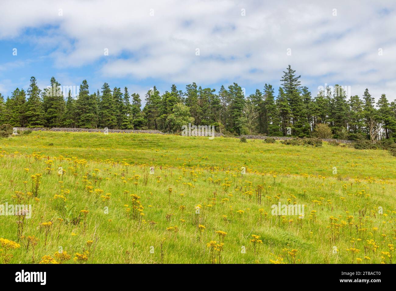 Farm field and pine forest, Grange North, Knockaree, Sligo, Ireland ...