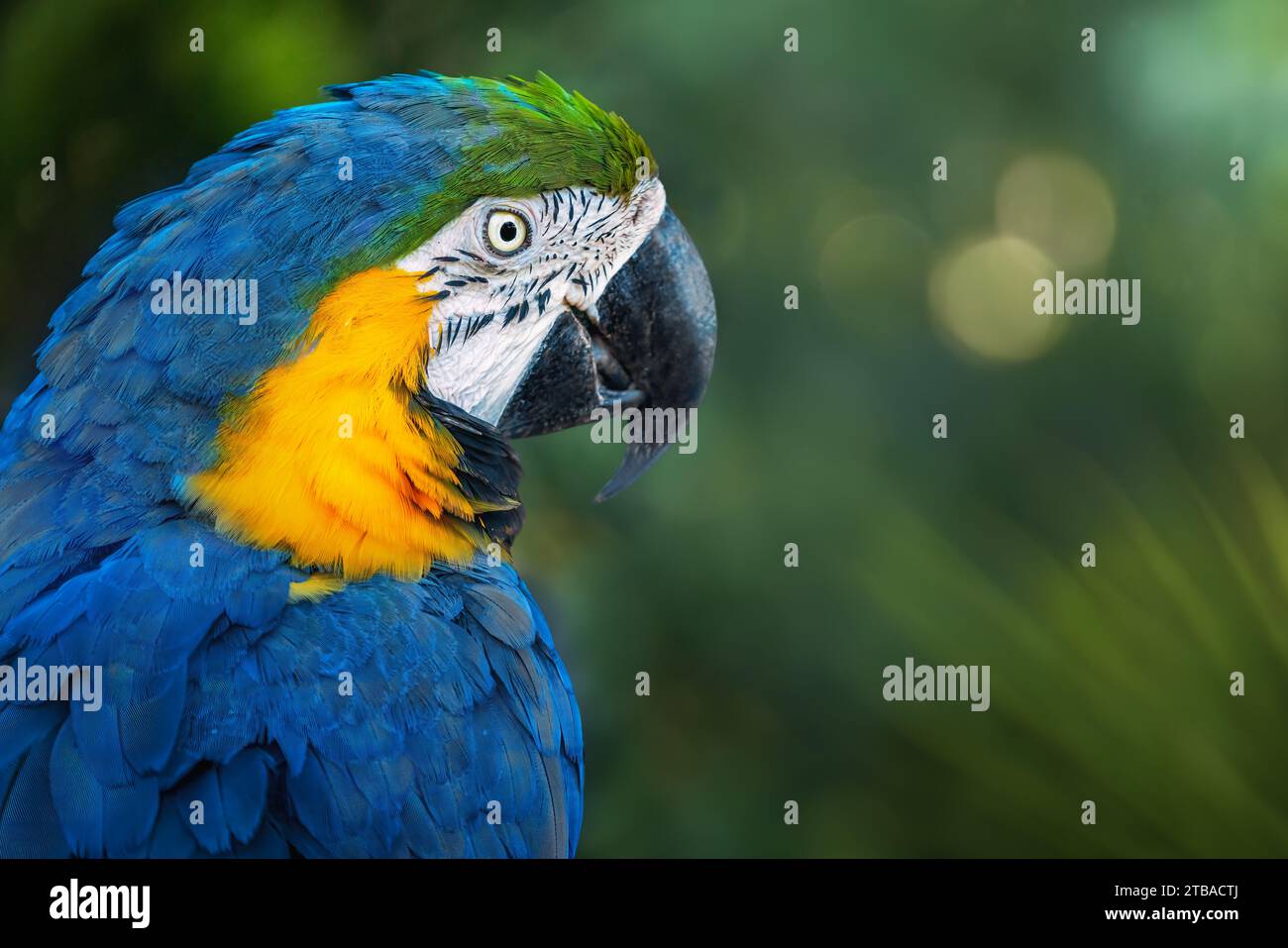 Blue yellow macaw bird hi-res stock photography and images - Alamy