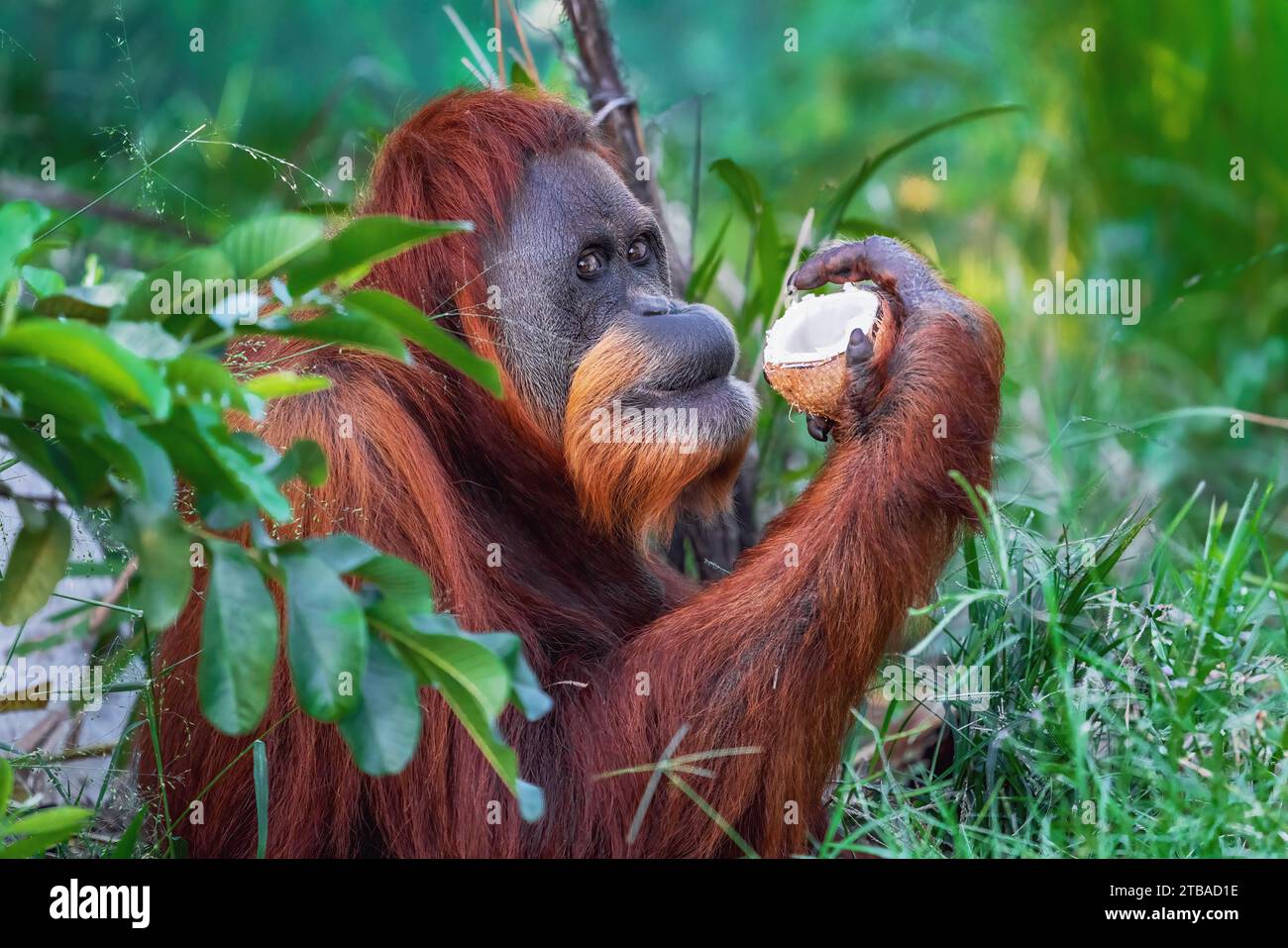 Sumatran Orangutan with coconut (Pongo abelii Stock Photo - Alamy