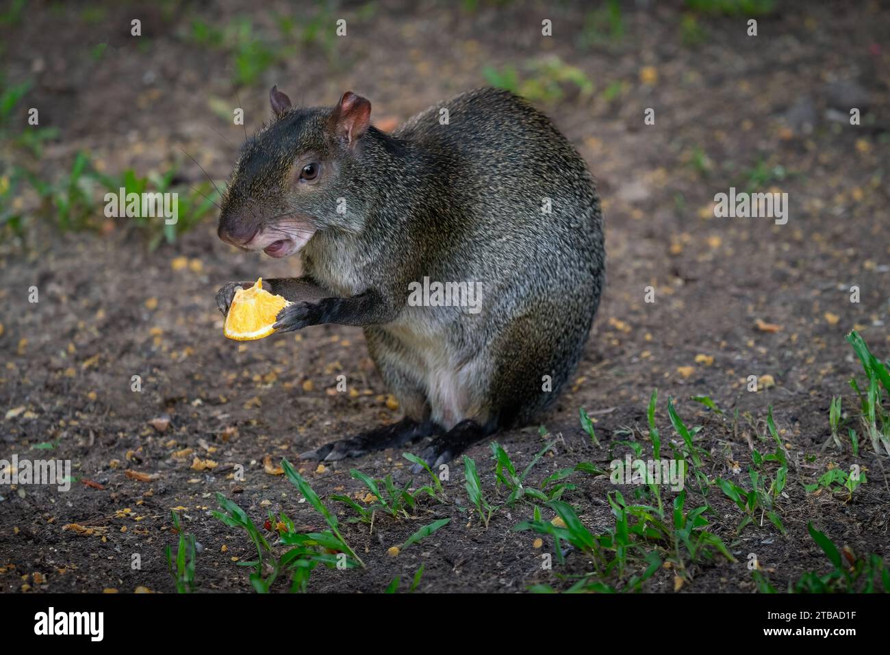 Dasyprocta species hi-res stock photography and images - Alamy