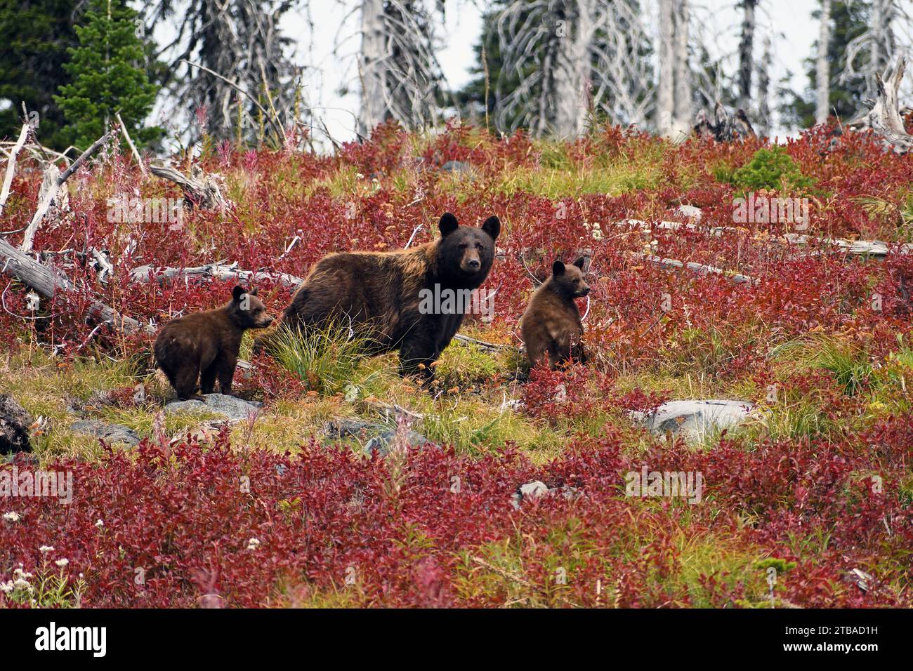 Black bear with two of three cubs that have been foraging on ...