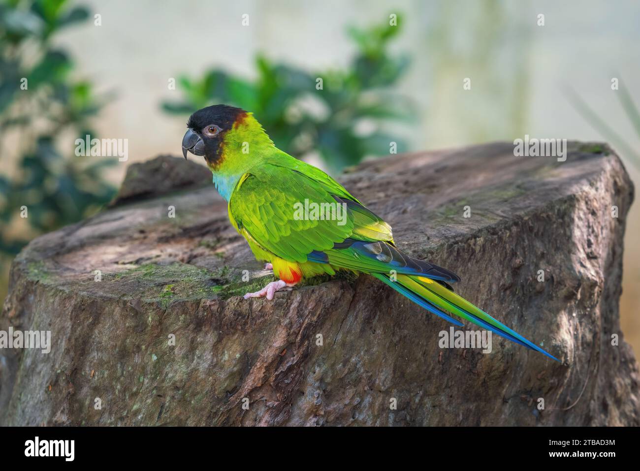 American parakeet hi-res stock photography and images - Alamy