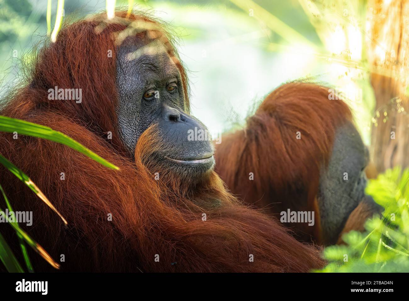 Female Sumatran Orangutan (Pongo abelii Stock Photo - Alamy
