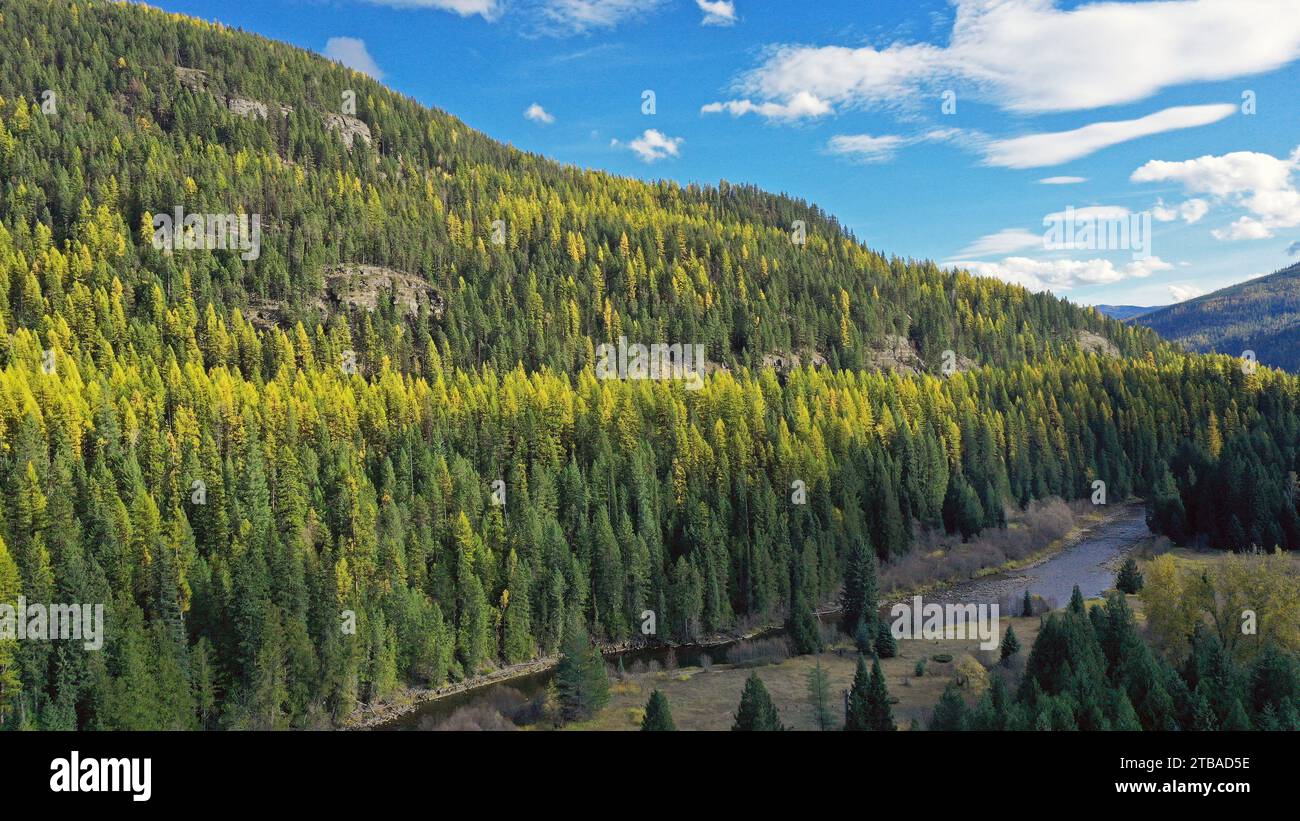 Western larch, conifers and the Yaak River in fall. Yaak Valley ...