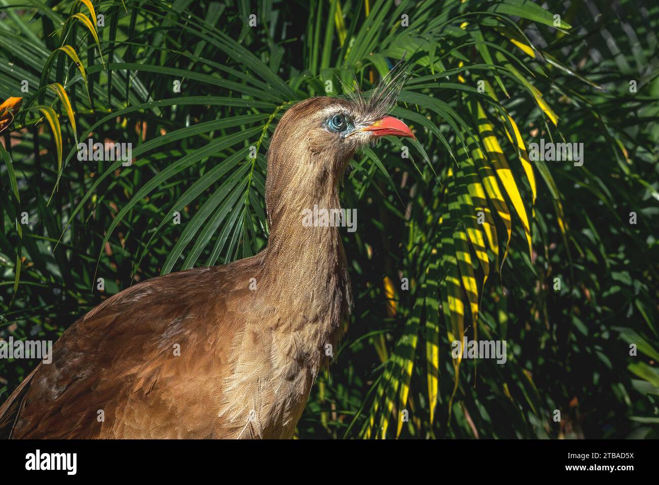Red-legged Seriema bird (Cariama cristata Stock Photo - Alamy