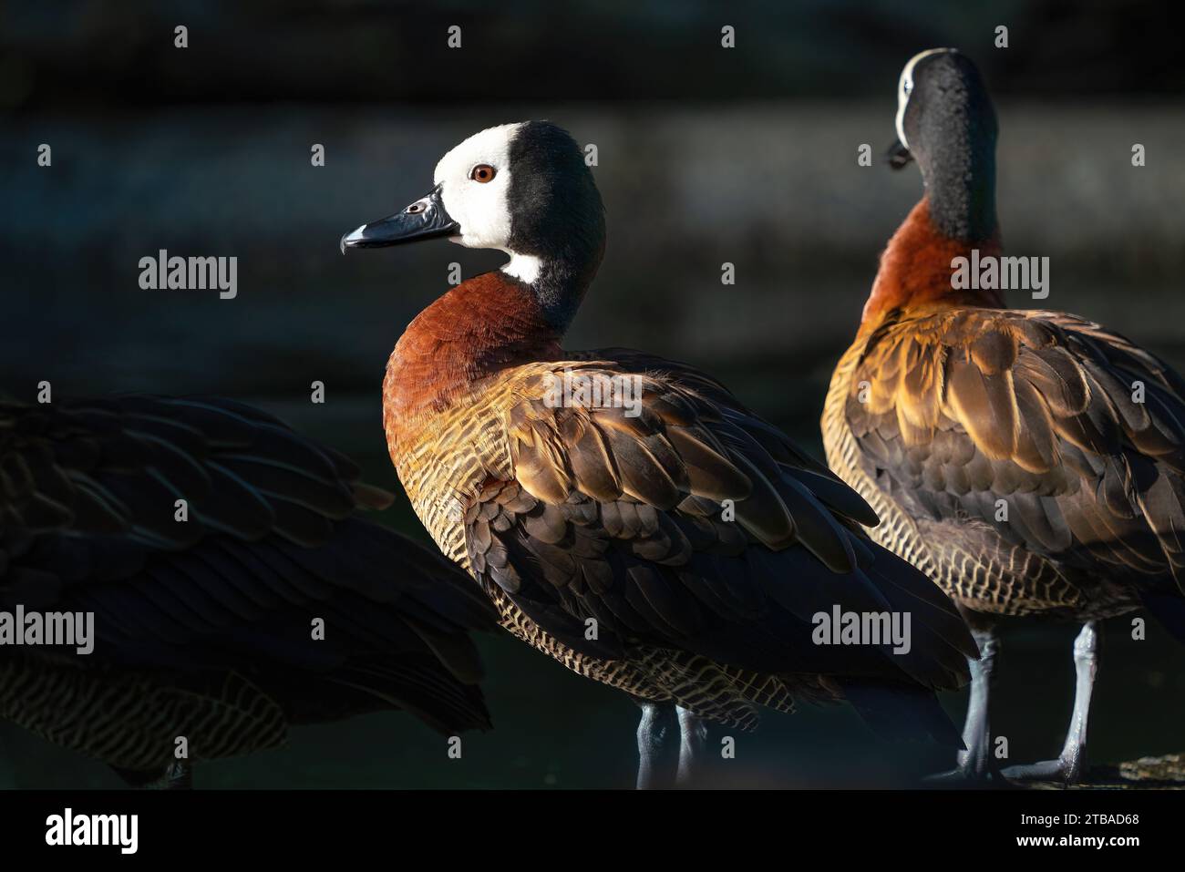 White-faced whistling duck (Dendrocygna viduata Stock Photo - Alamy