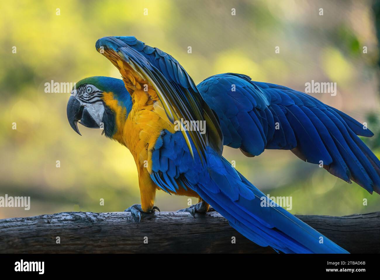 Blue-and-yellow Macaw with open wings (Ara ararauna Stock Photo - Alamy
