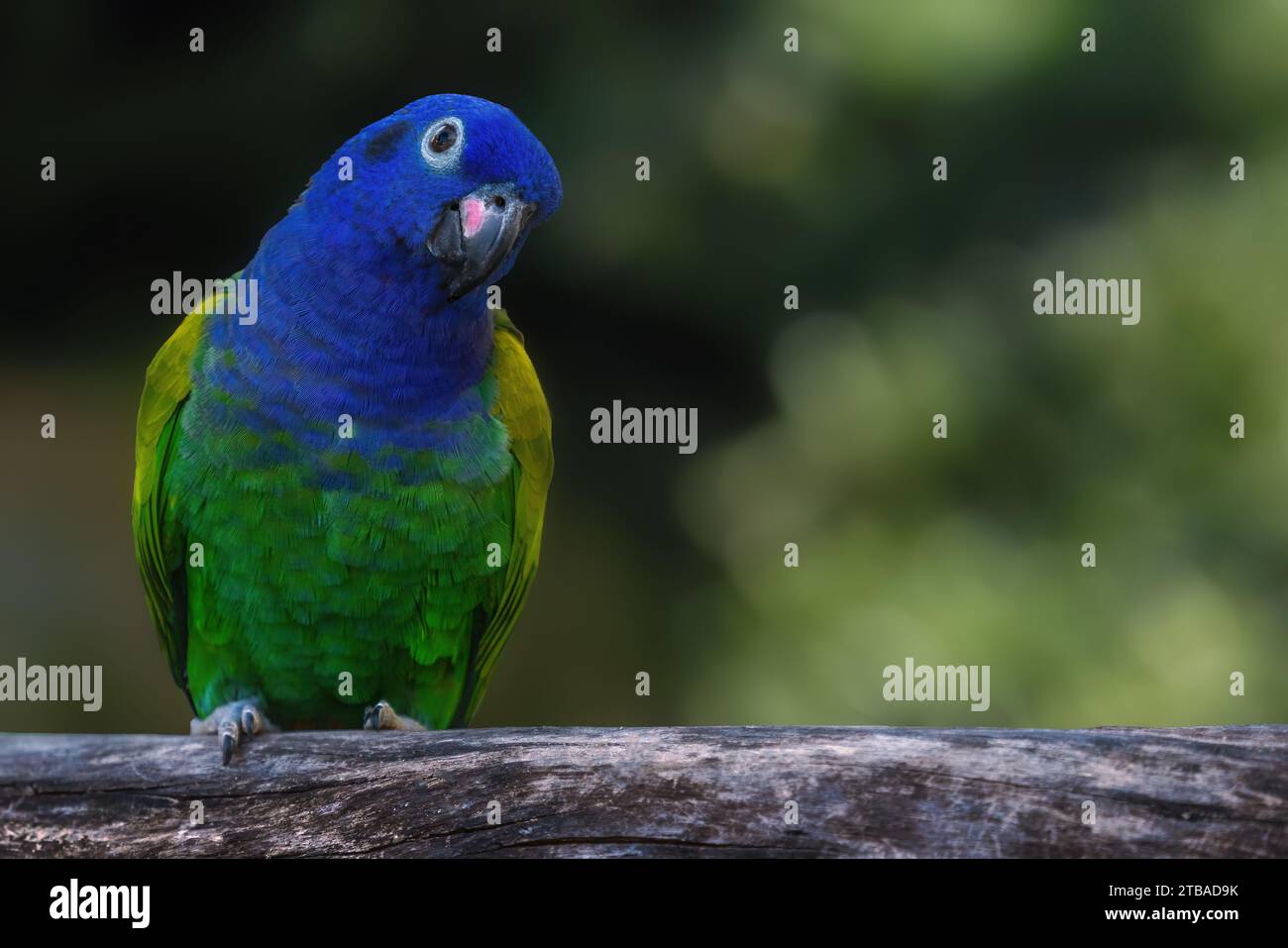 Blue parrot species hi-res stock photography and images - Alamy