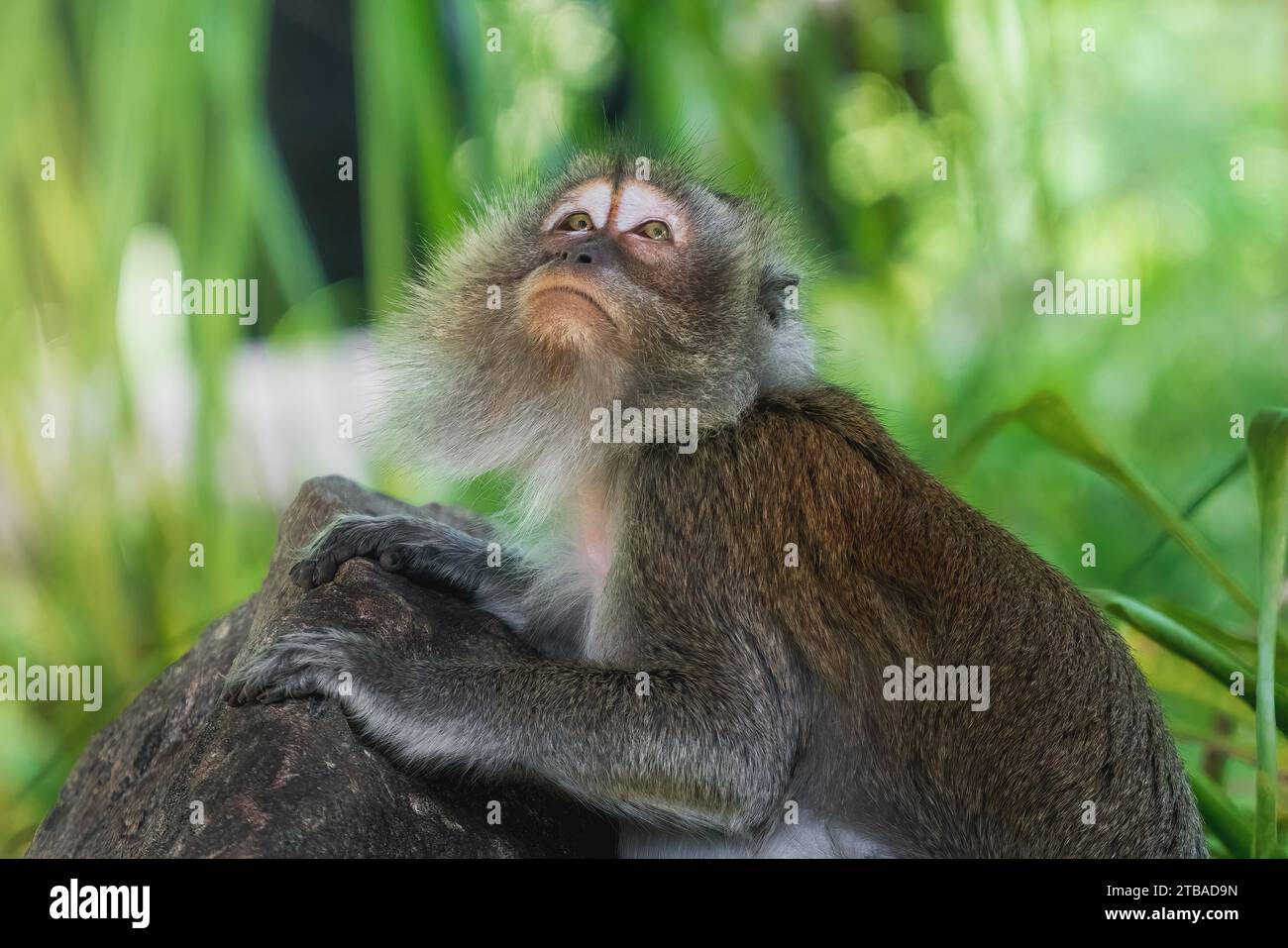 Crab-eating Macaque looking up (Macaca fascicularis Stock Photo - Alamy