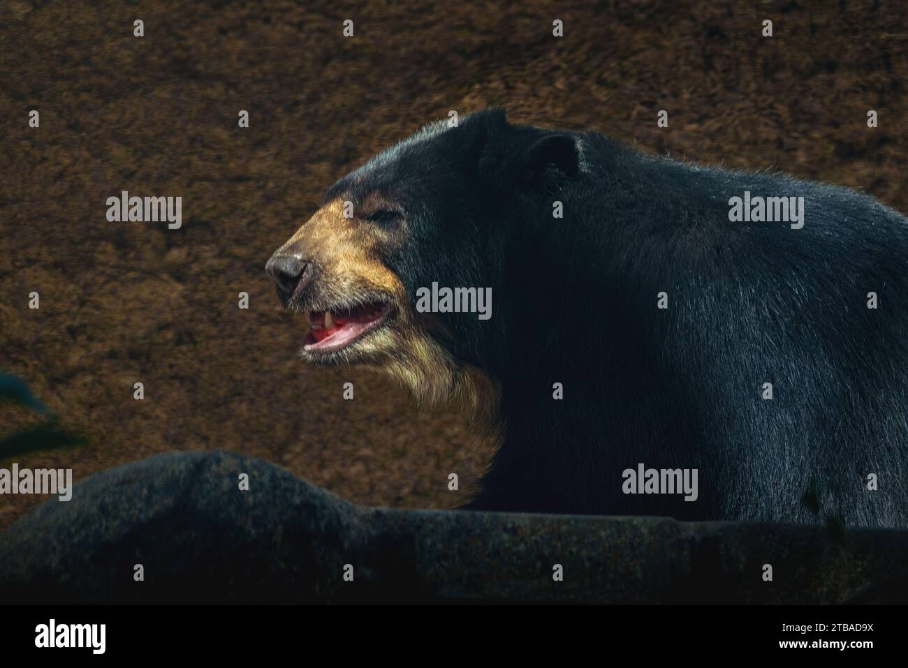 Spectacled Bear (Tremarctos ornatus) - South American Bear Stock Photo ...