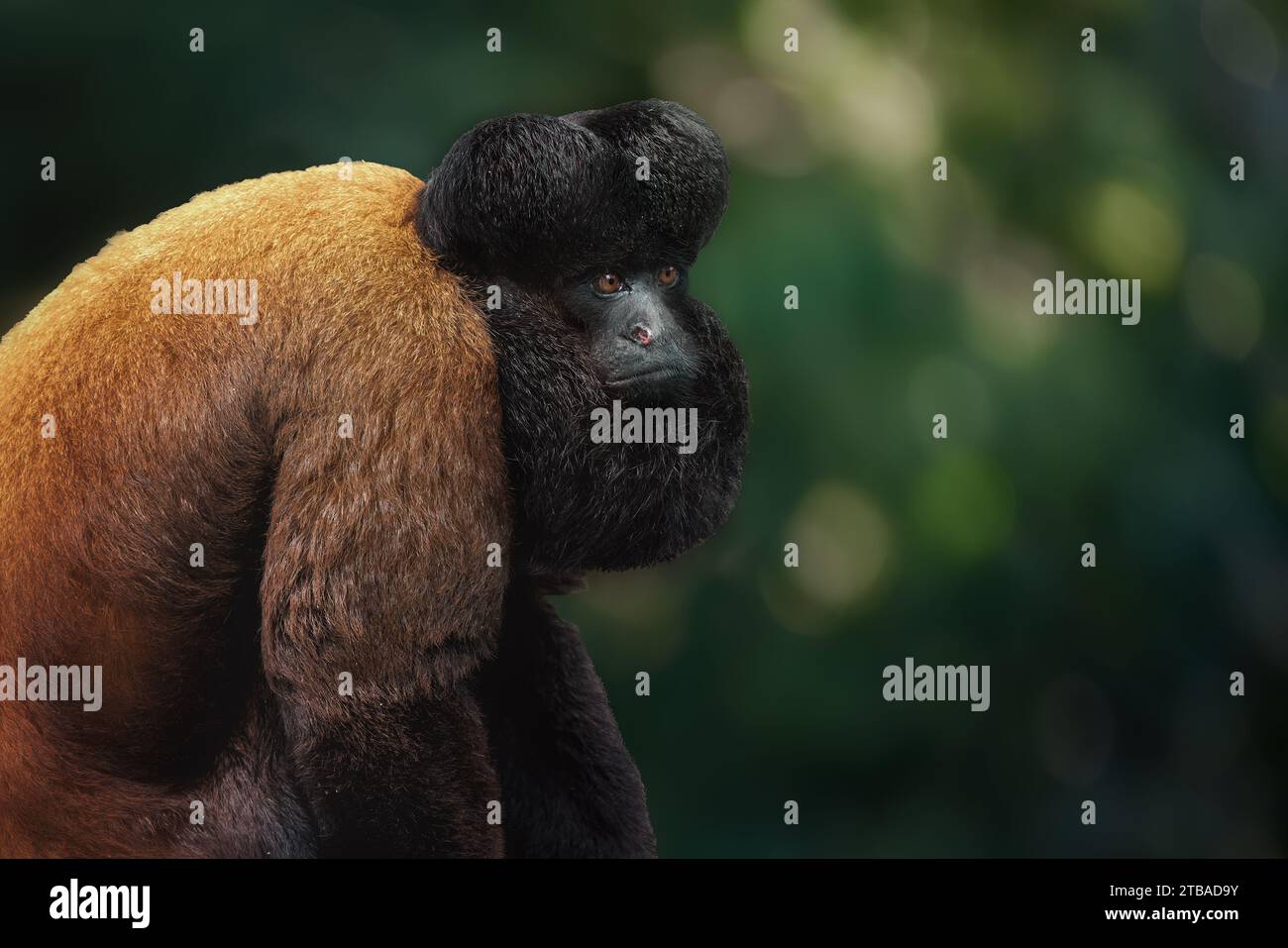 Utahicki hi-res stock photography and images - Alamy