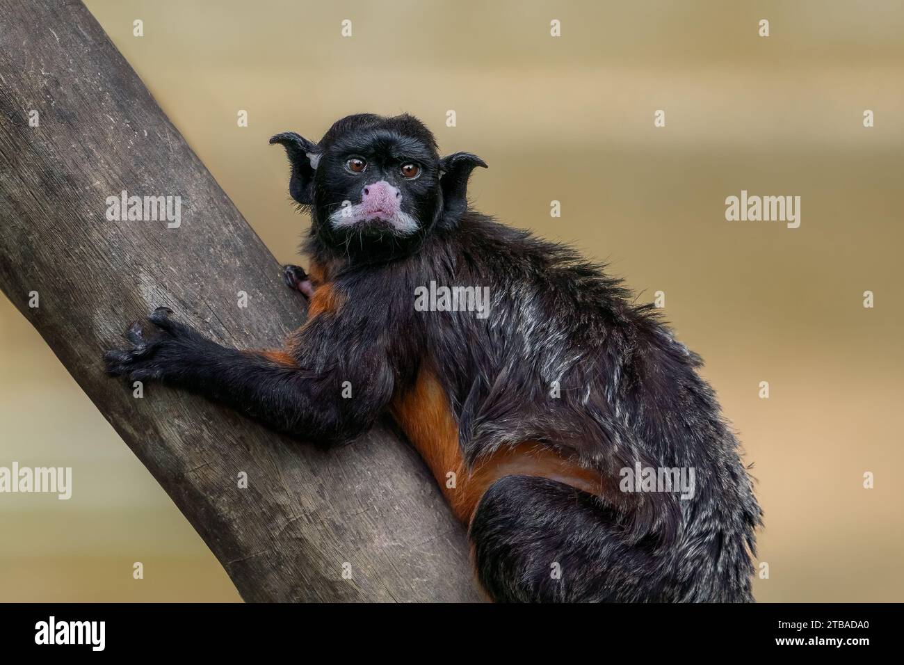 White-lipped tamarin (Saguinus labiatus) - New World Monkey Stock Photo ...