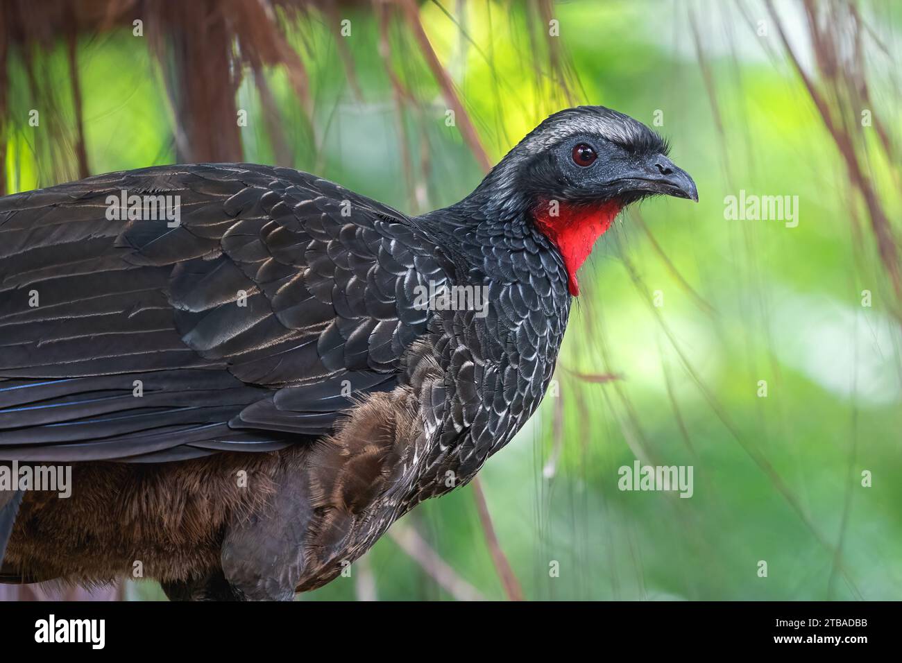 Dusky-legged Guan bird (Penelope obscura Stock Photo - Alamy