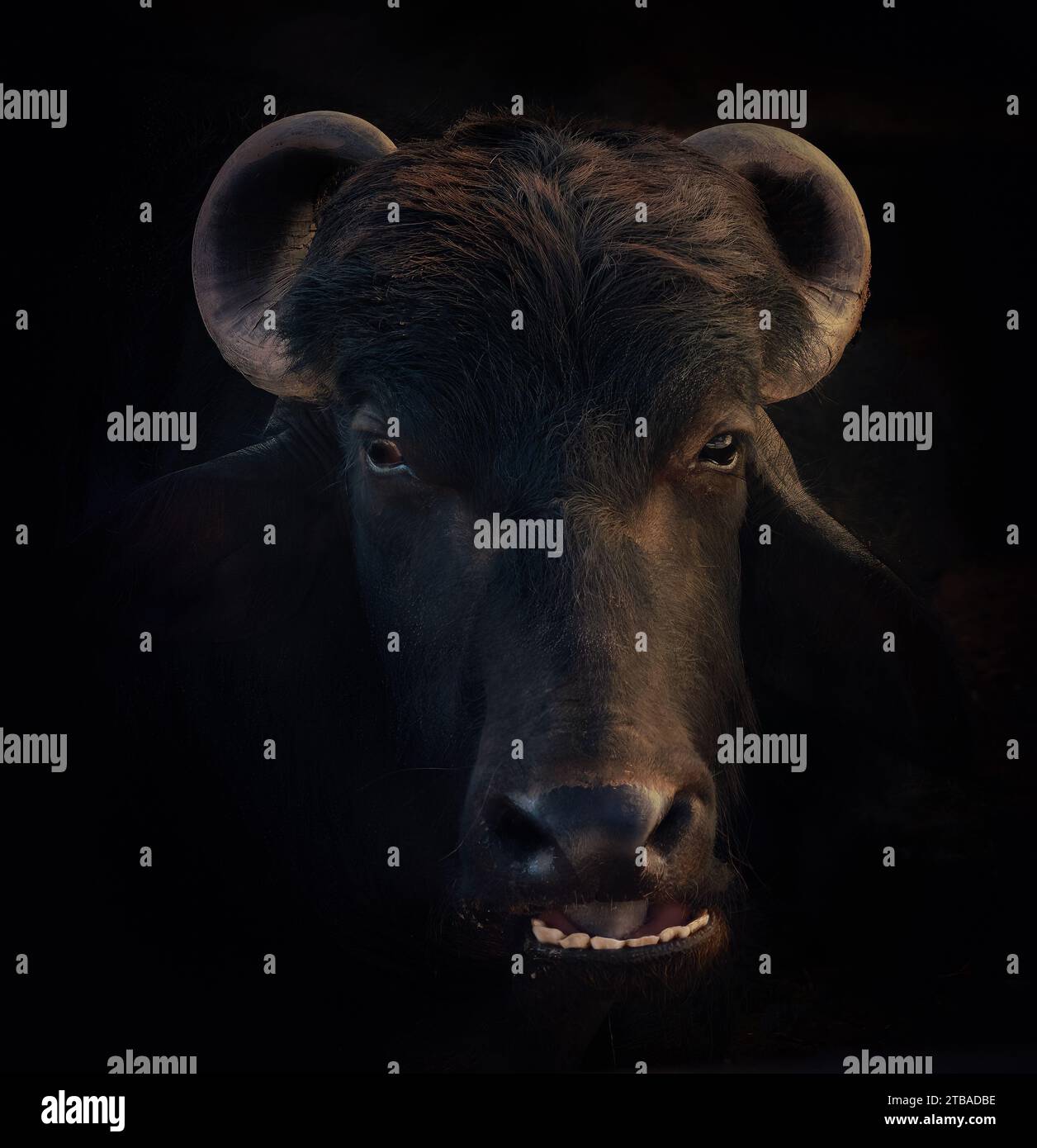 Murrah Buffalo Head - Water Buffalo (Bubalus bubalis Stock Photo - Alamy