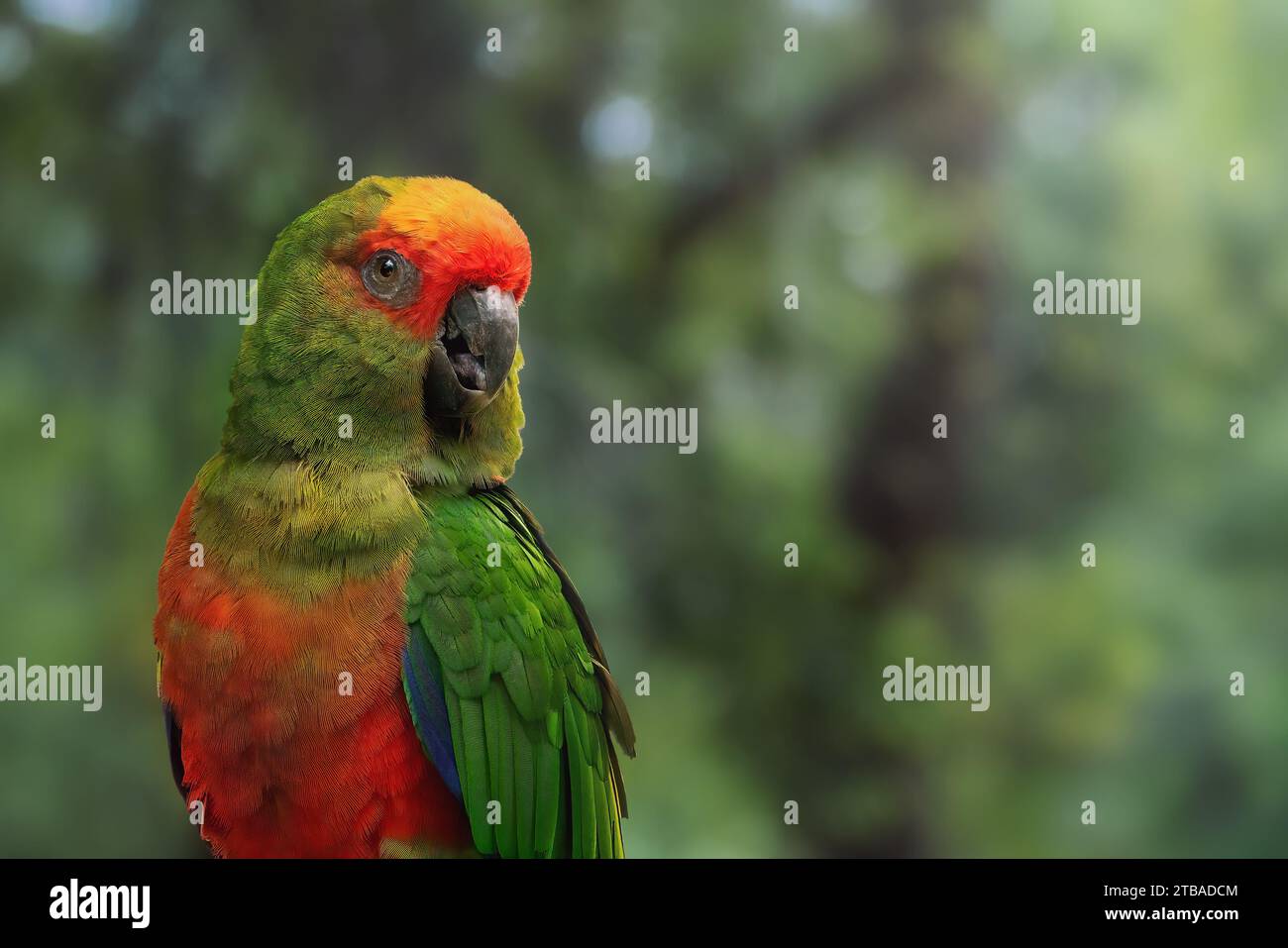 Golden capped parakeet hi-res stock photography and images - Alamy